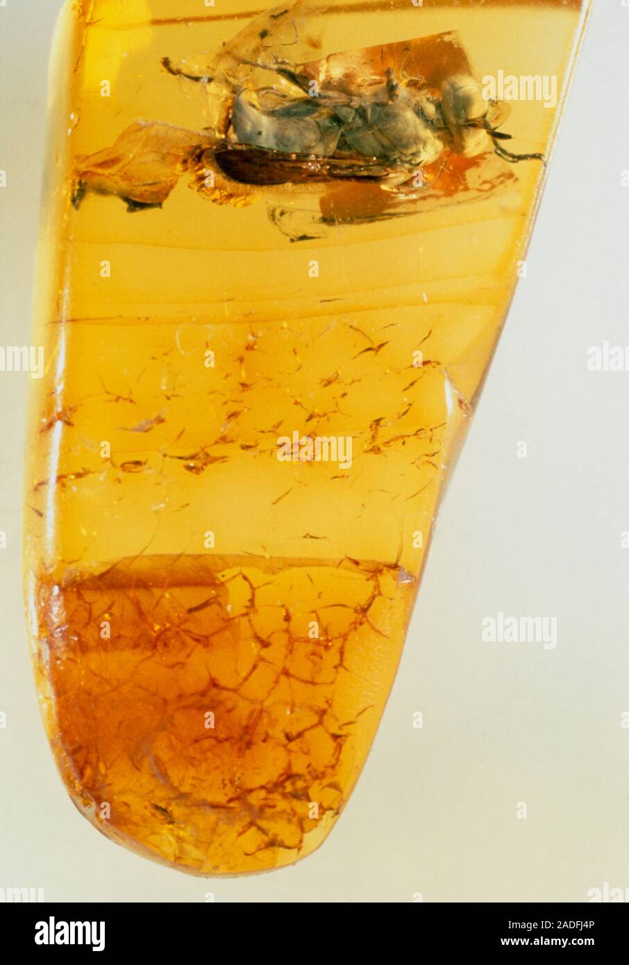 Bee in amber. Fossilized bee (Order: Hymenoptera) embedded in Baltic ...