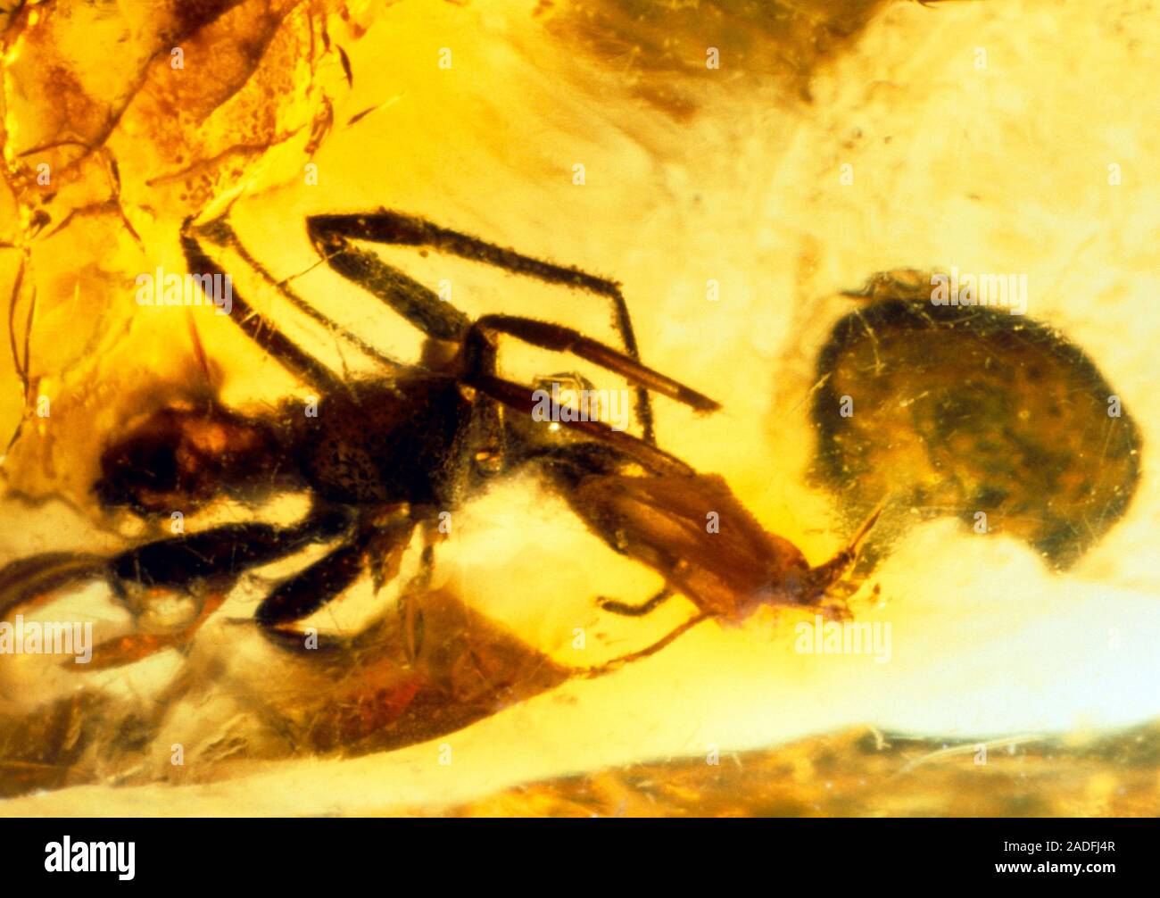Spider in amber. Macrophotograph of a fossilized spider (at left) and ...