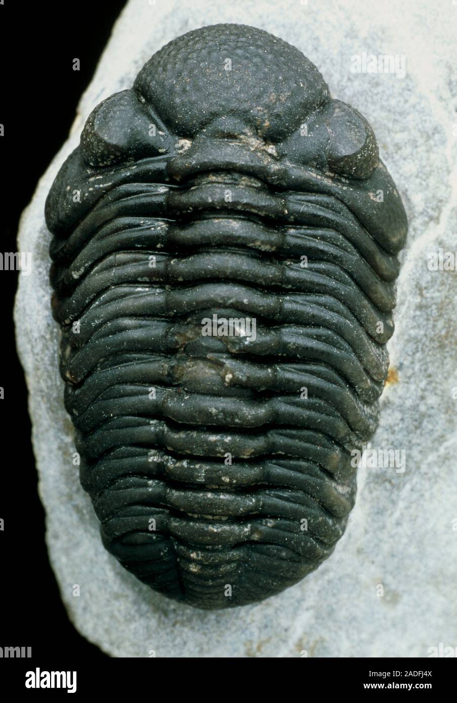 Trilobite fossil. Fossil of the trilobite Phacops speculator. The ...