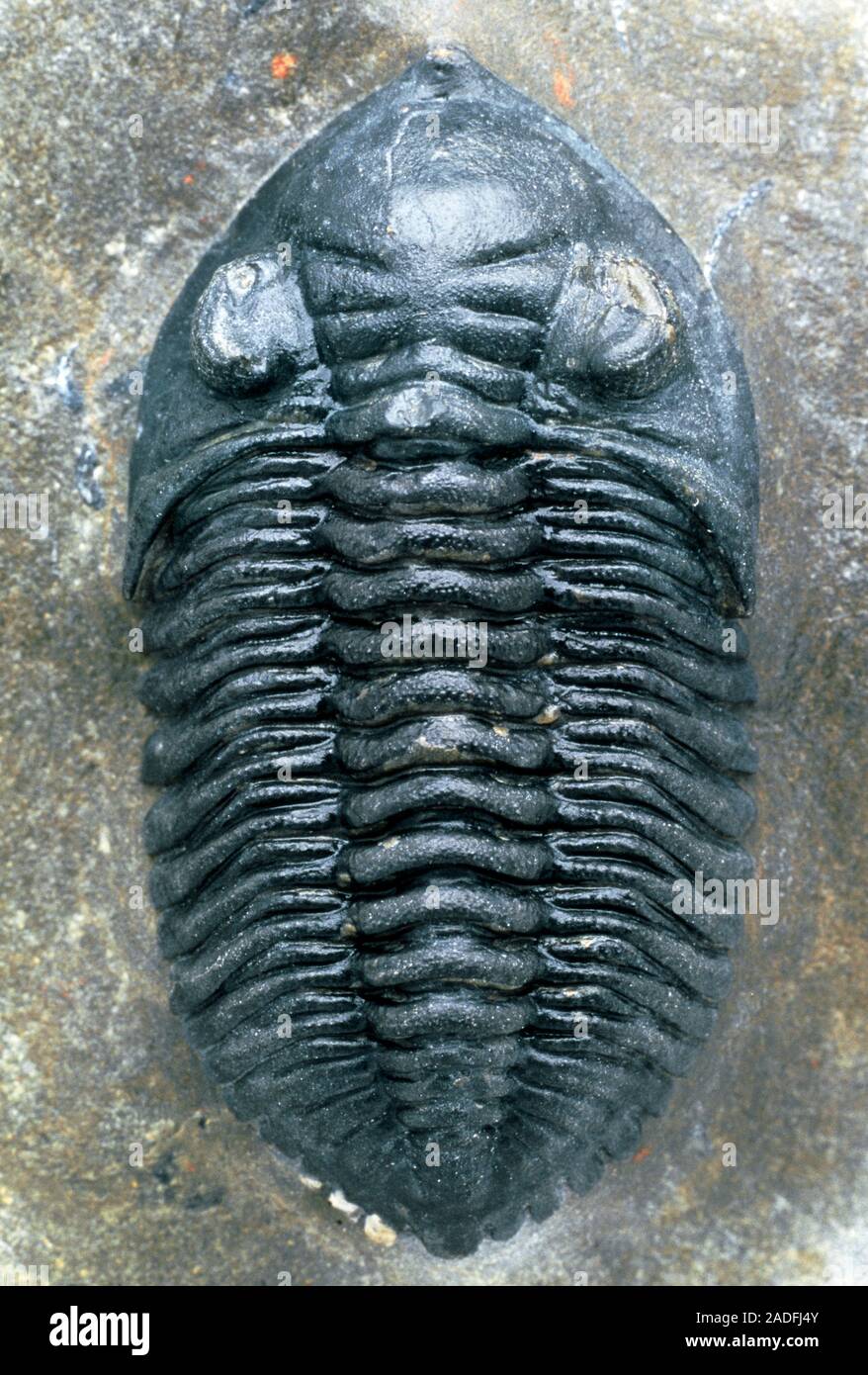 Trilobite fossil. Fossilised Pillentina sp. trilobite. The trilobites ...