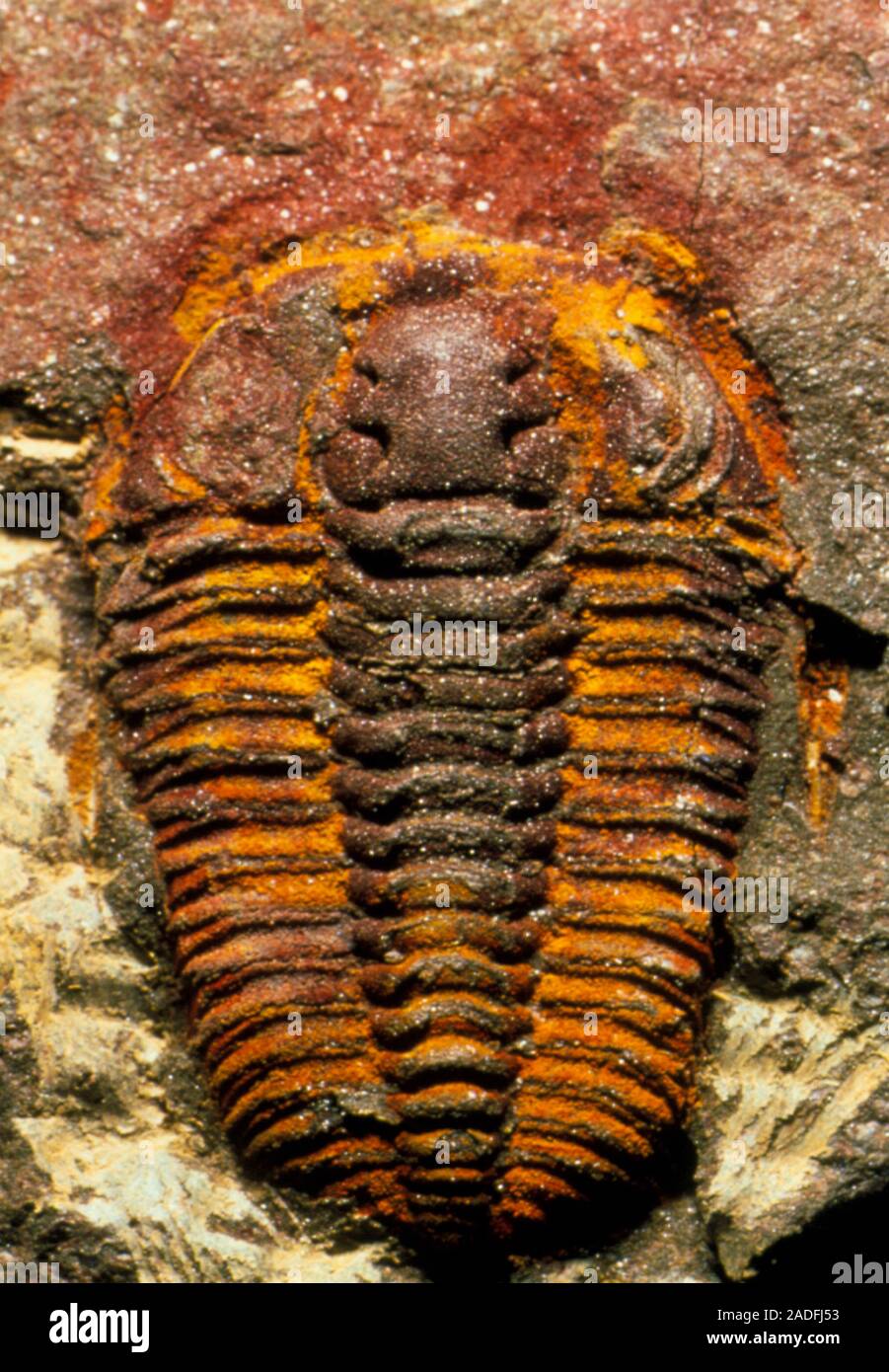 Trilobite fossil. Fossilised Bathycheilus sp. trilobite. The trilobites ...