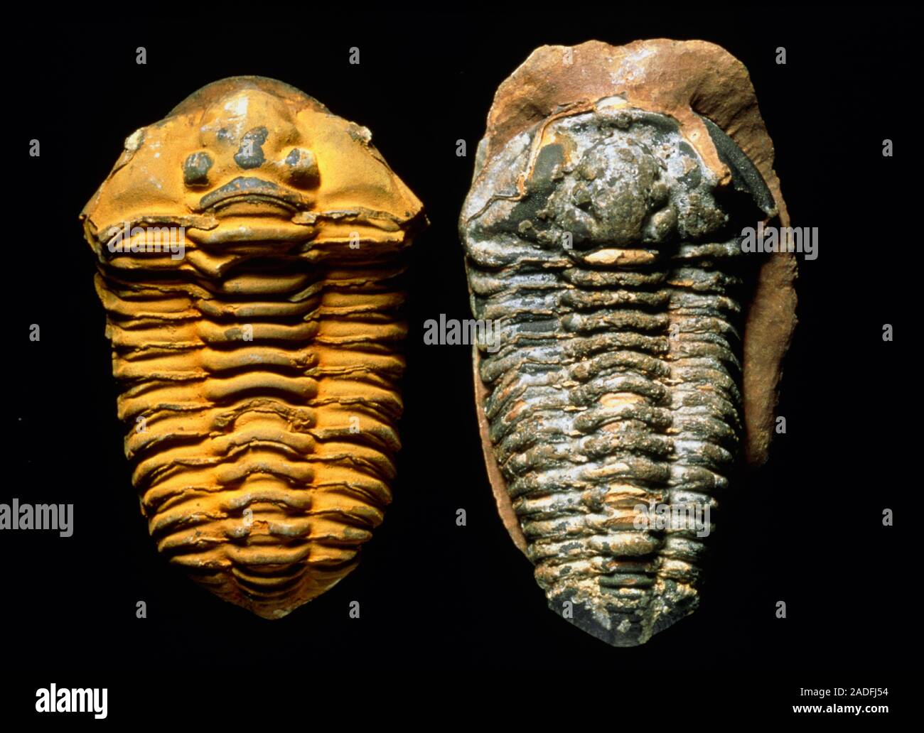 Trilobite fossils. Two Diacalymene ouzregui trilobite fossils. The ...