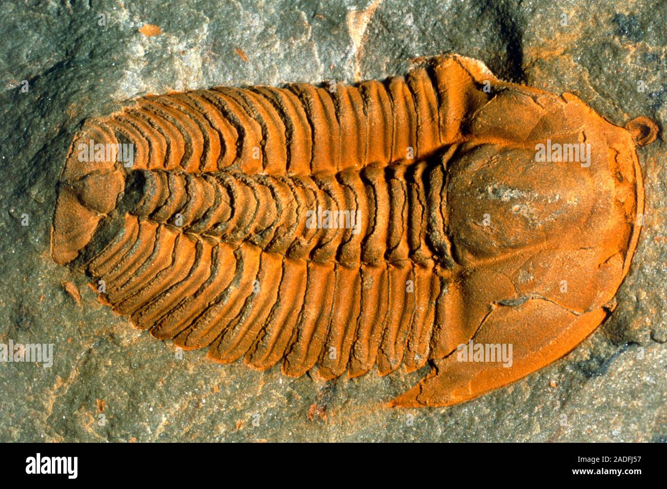 Trilobite fossil. Fossil of the trilobite Myopsolenus magnus ...