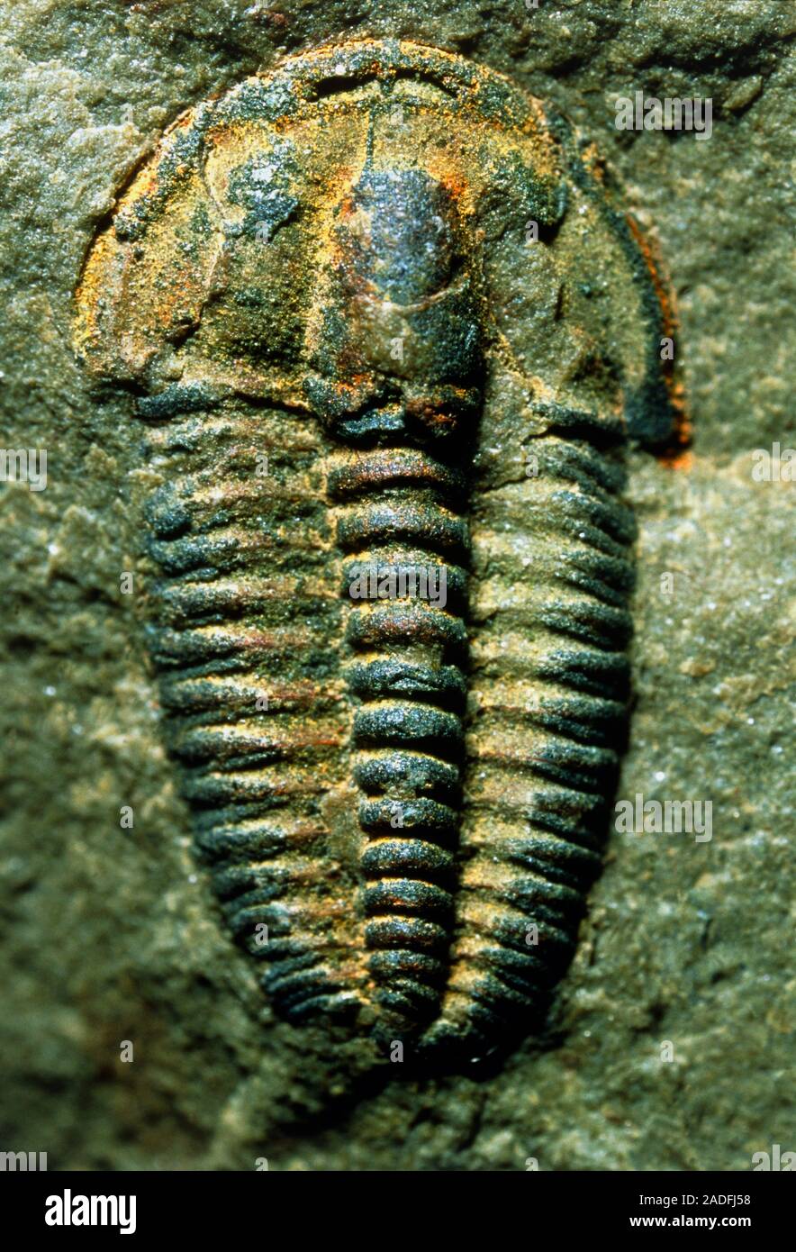 Living Trilobites