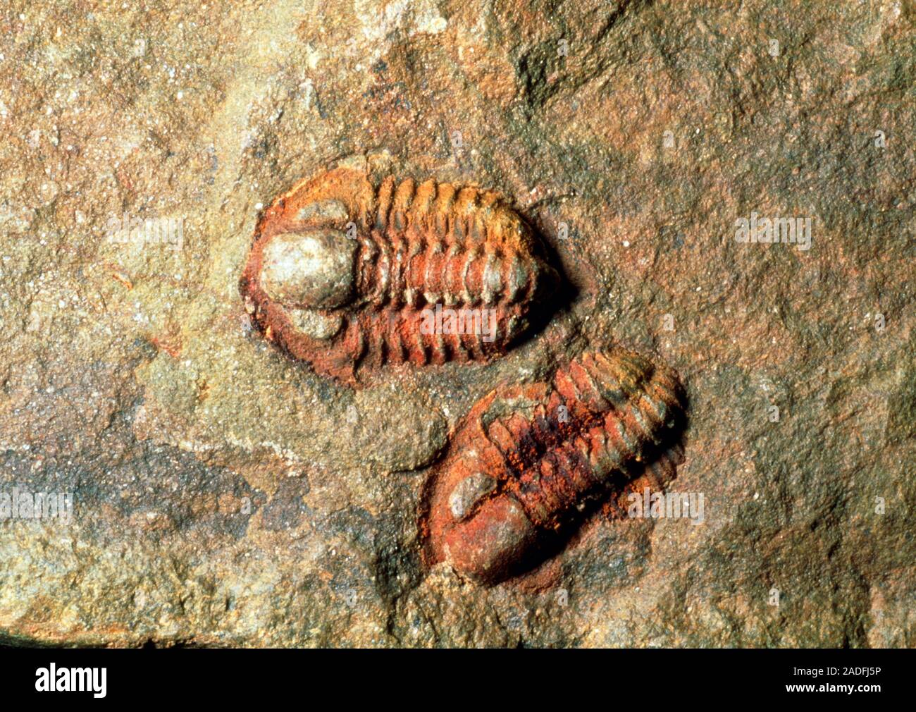 Trilobite fossils. Two fossilised Proteus sp. trilobites. The ...
