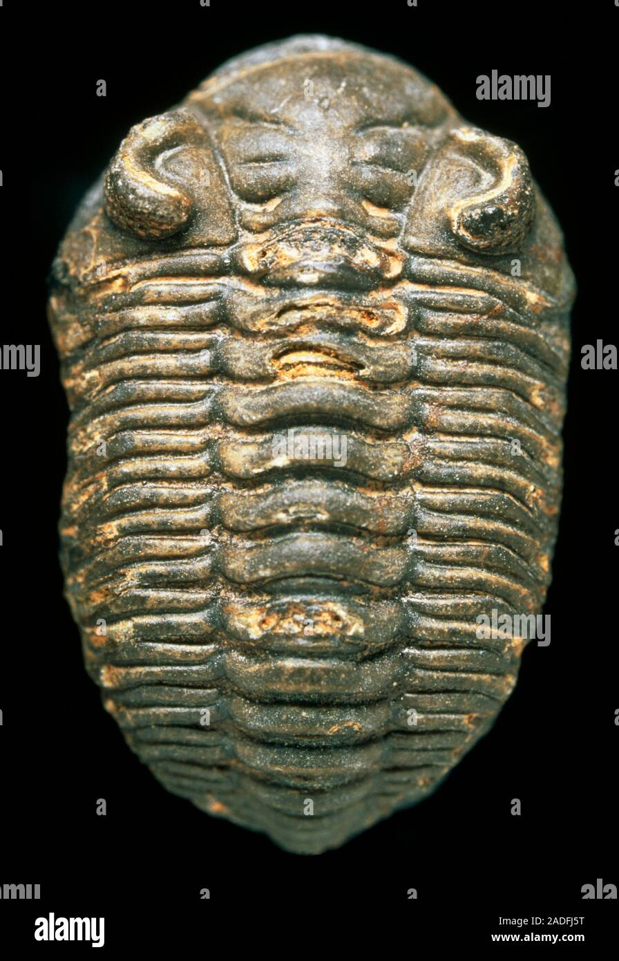 Trilobite fossil. Fossil of the trilobite Pedinopariops brogniarti. The ...