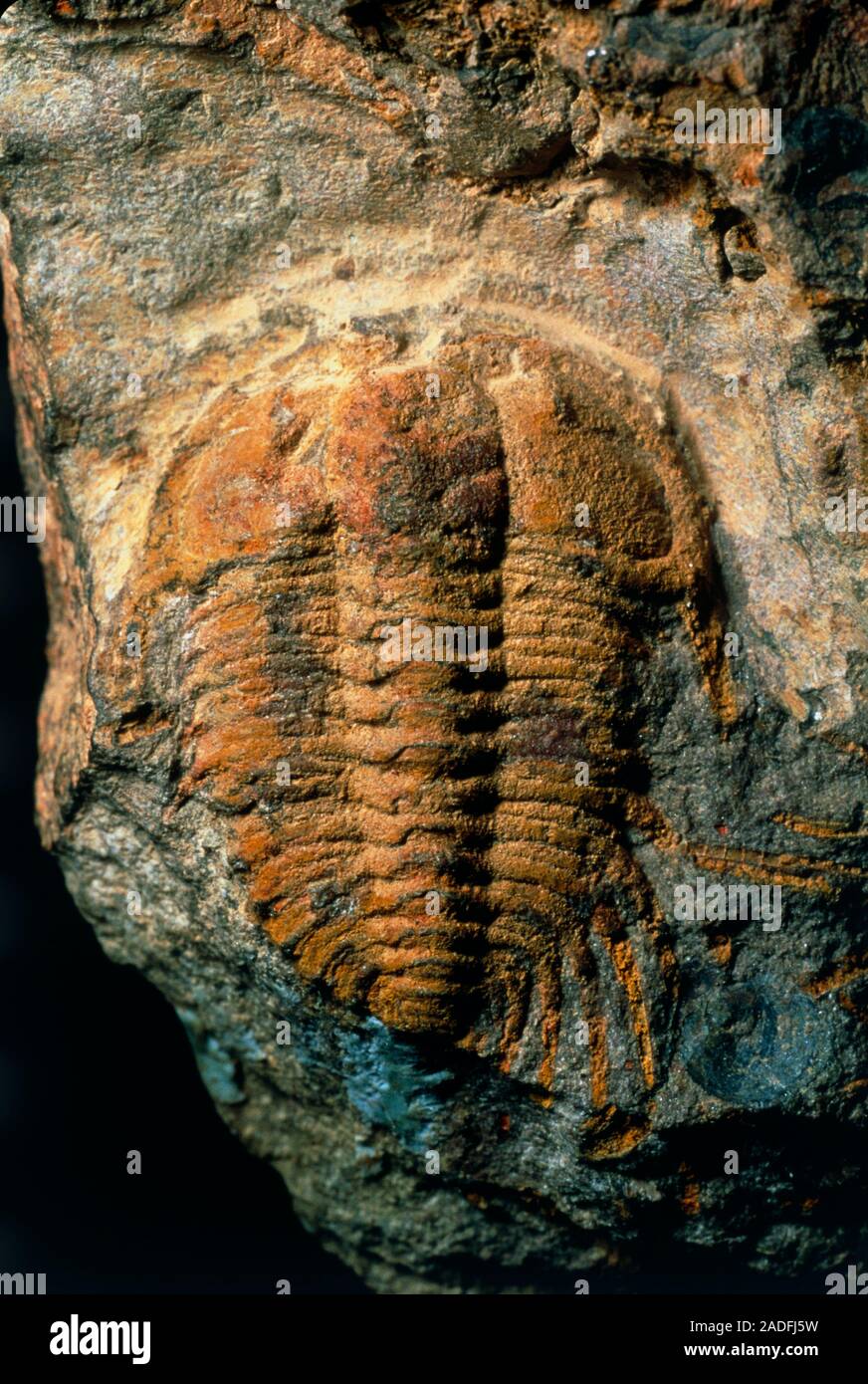 Trilobite fossil. Fossilised Cybele sp. trilobite. The trilobites are ...