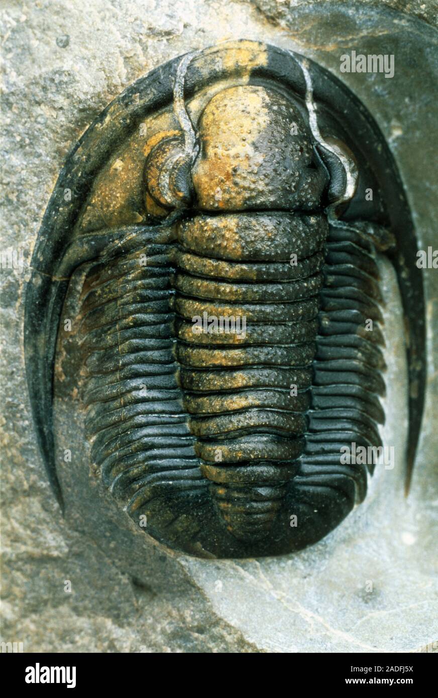 Trilobite fossil. Fossil of the trilobite Cornuproteus cornutus. The ...