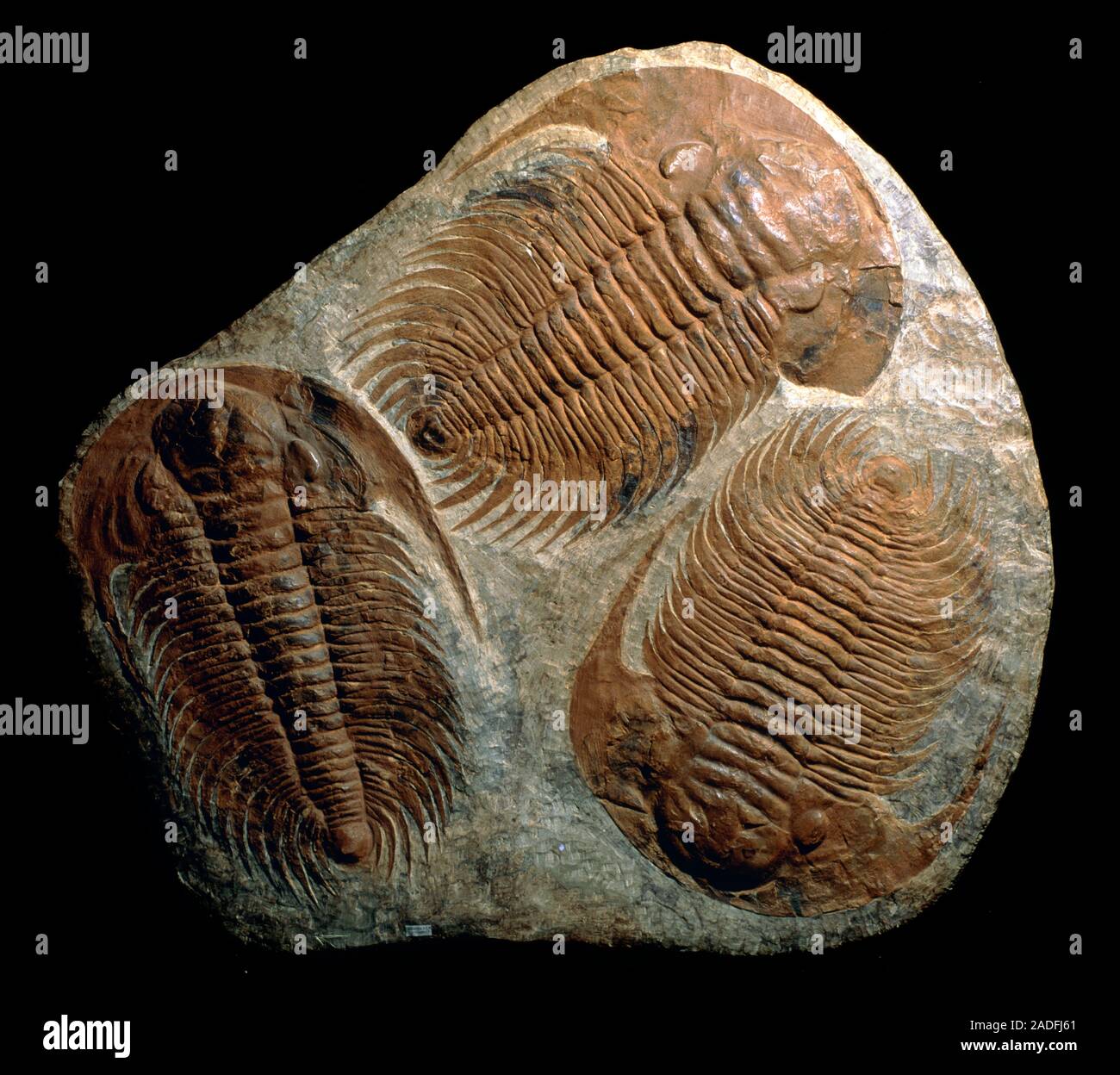 Trilobite fossils. Three fossilised Acadoparadoxides briareus ...