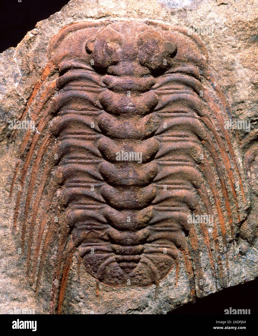 Trilobite fossil. Fossilised Selenopeltis buchi trilobite. This ...