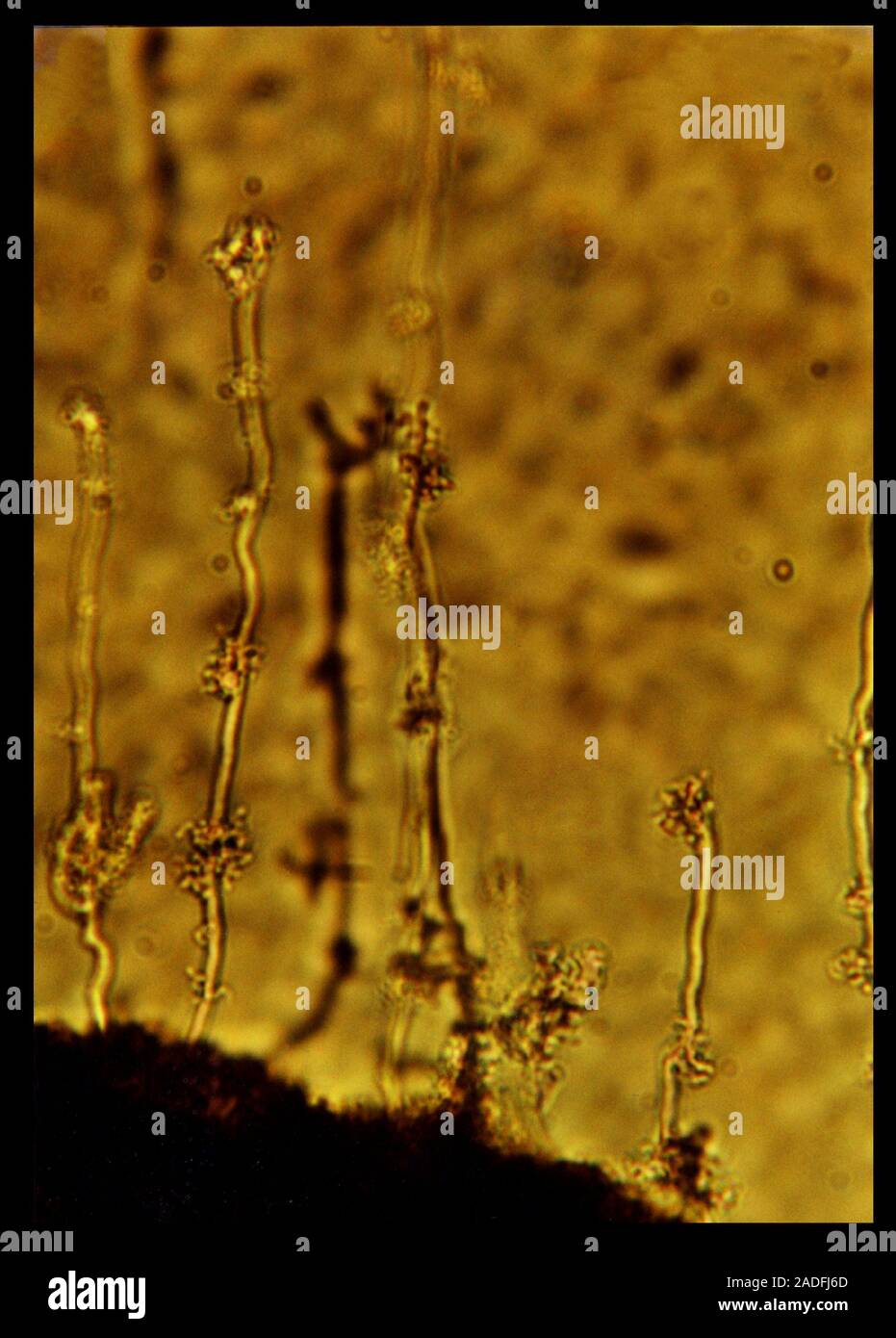 Bioaltered glass. Light micrograph of volcanic glass, showing tubular ...