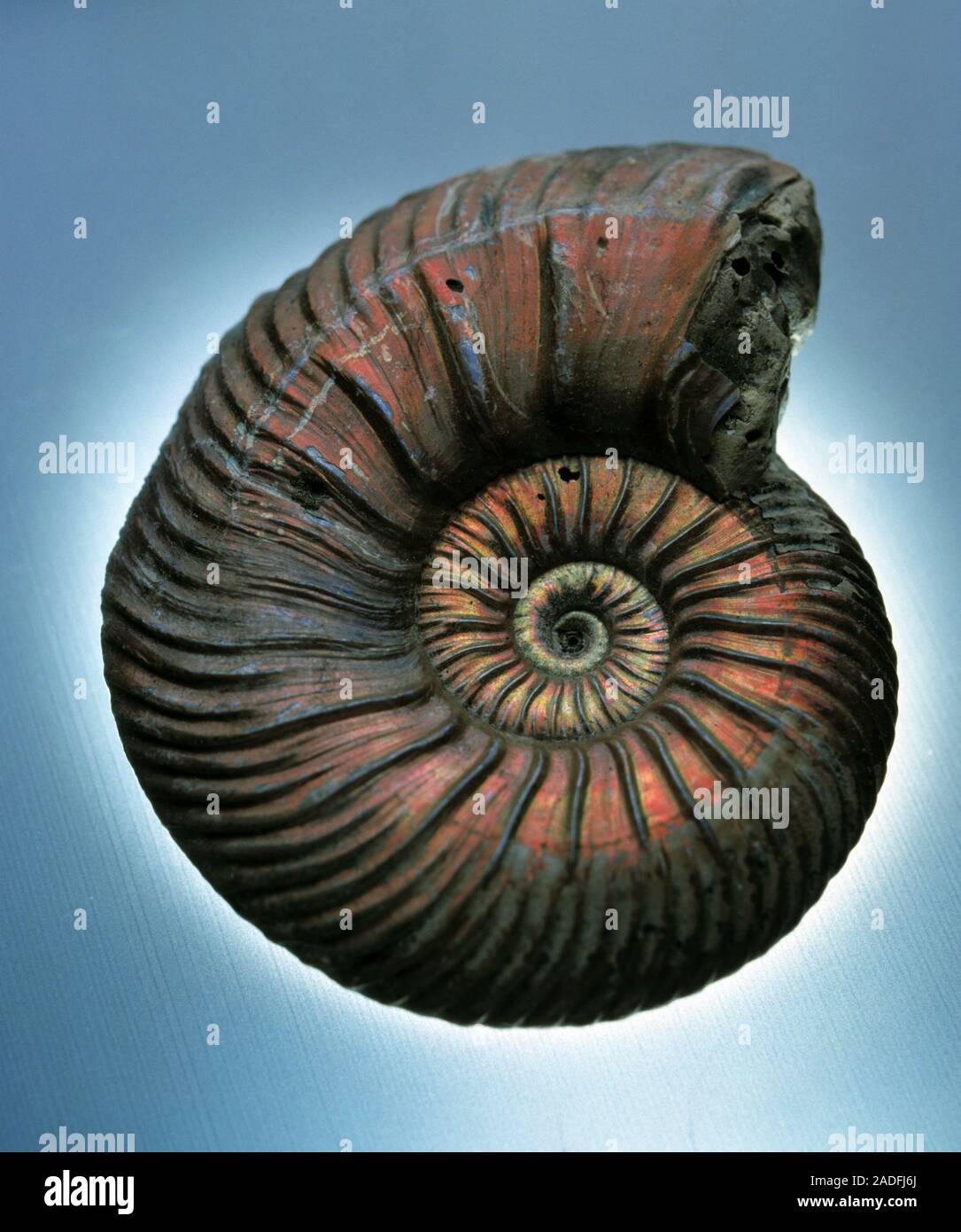 Ammonite fossil. Fossilized ammonite of an unknown species. Ammonites ...