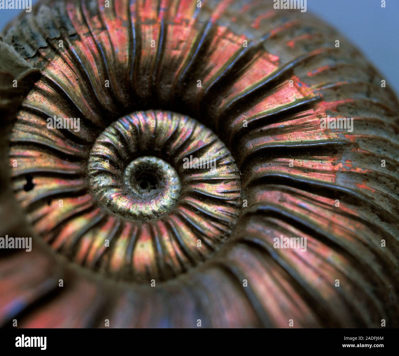 Ammonite fossil. Fossilized ammonite of an unknown species. Ammonites ...