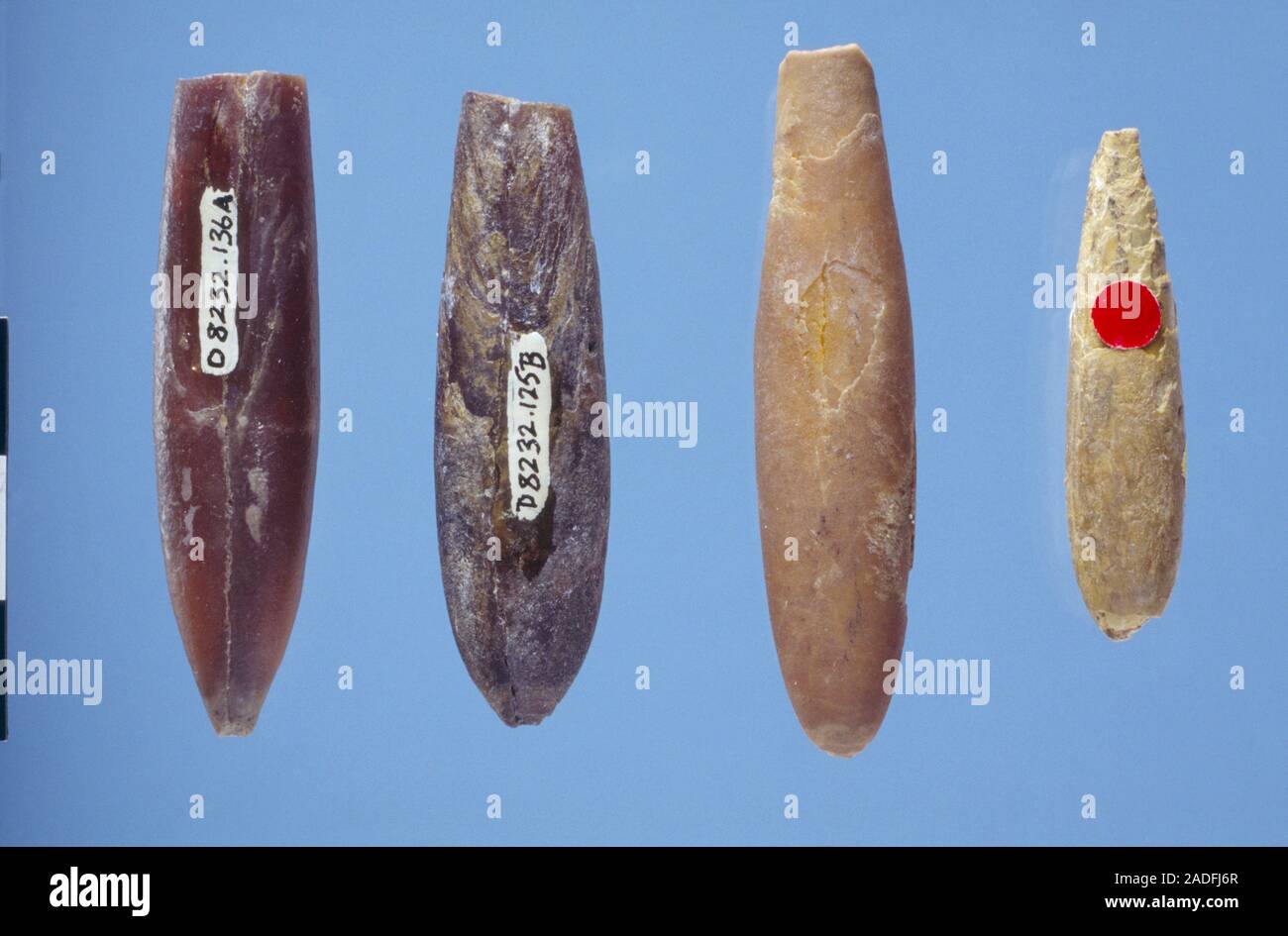 Fossil belemnites. Belemnites are extinct marine molluscs. They are ...