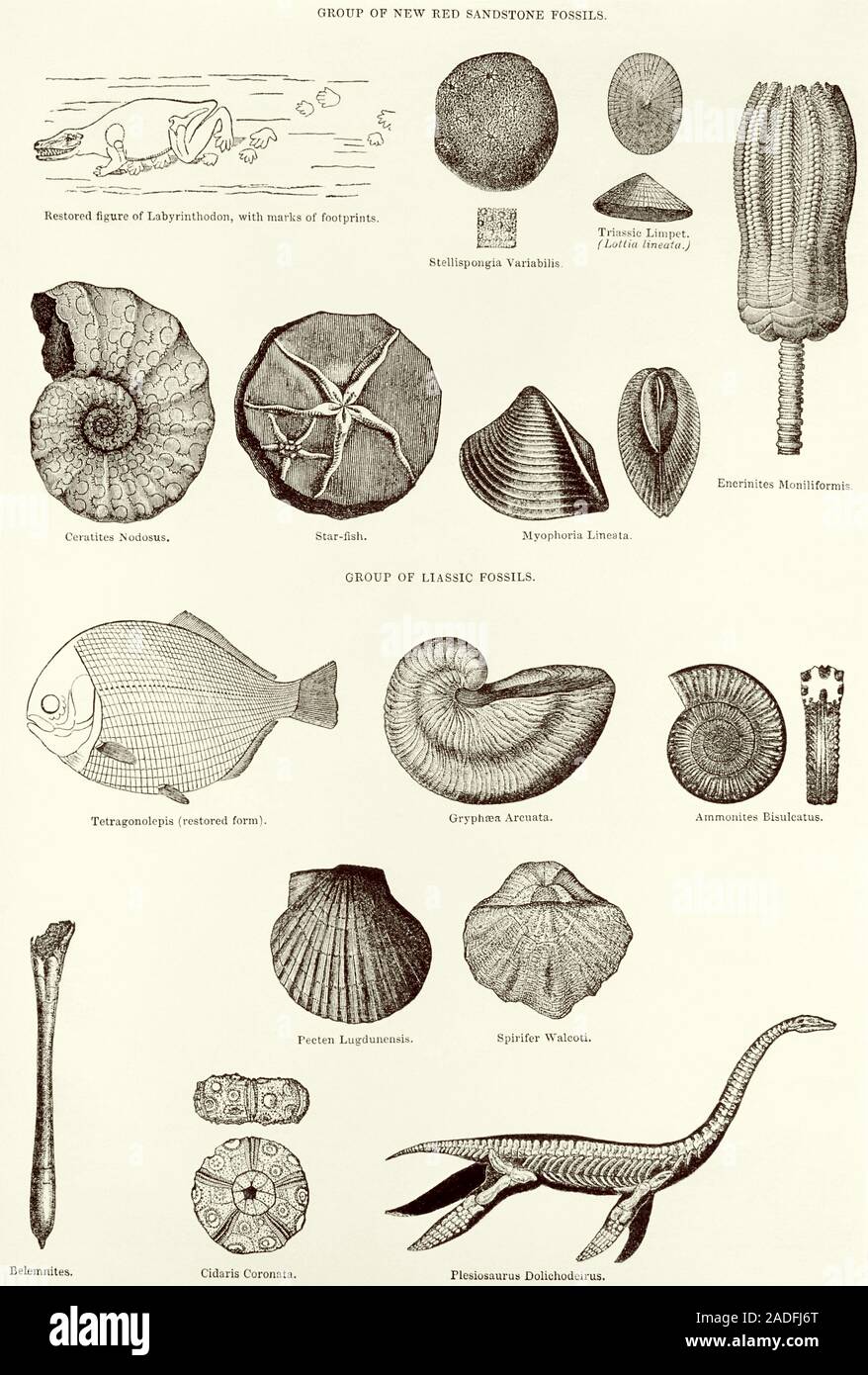 Fossils. Historical artwork of various invertebrate and vertebrate ...