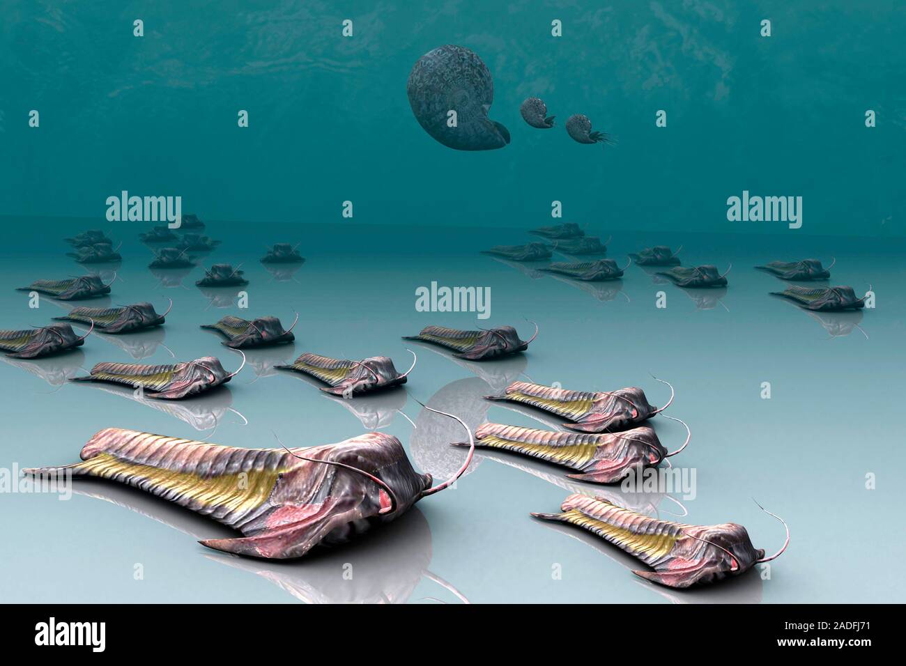 Trilobites. Computer artwork of trilobites in the sea during the ...