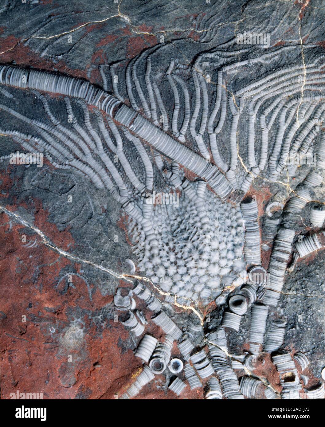 Fossil crinoid or sea lily (Scyphocrinites elegans). Crinoids are ...