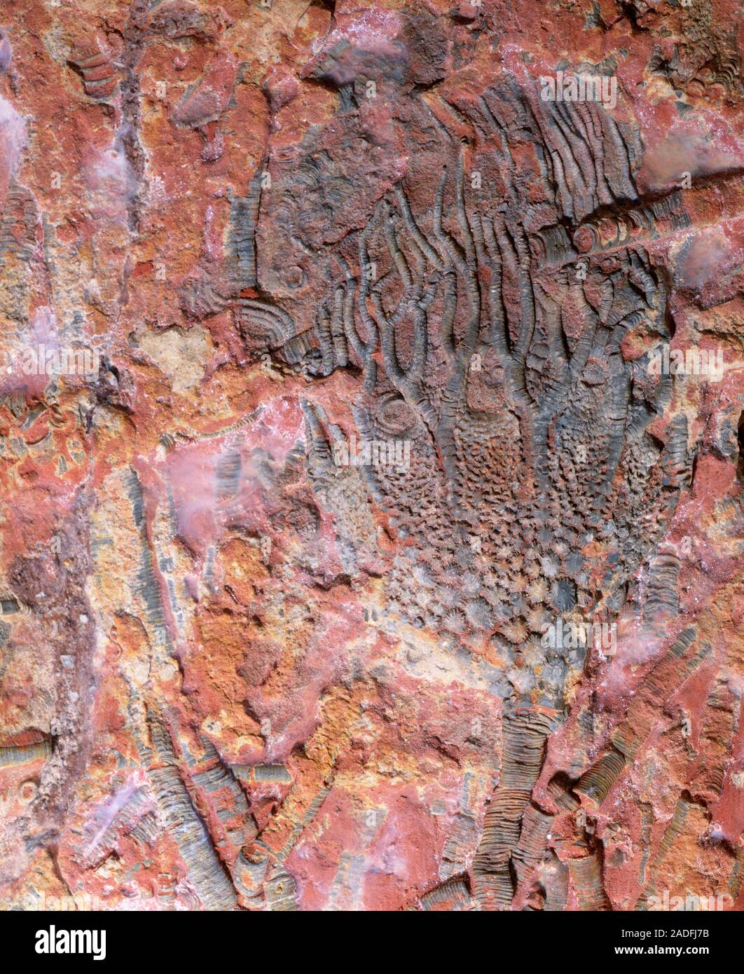 Fossil crinoid or sea lily (Scyphocrinites elegans). Crinoids are ...