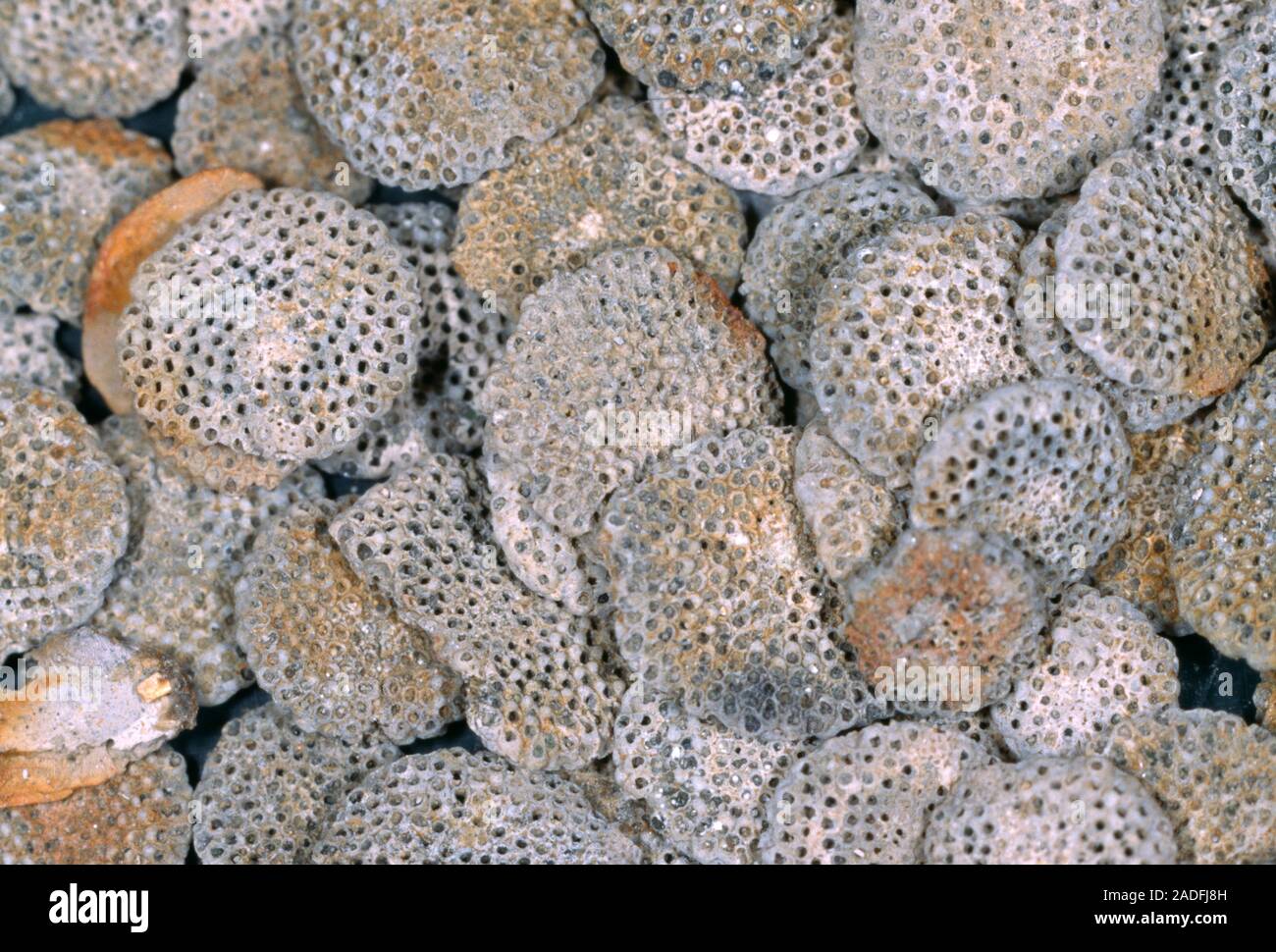 Fossil sponges. Fossilized sponges (phylum Porifera) of an unidentified ...