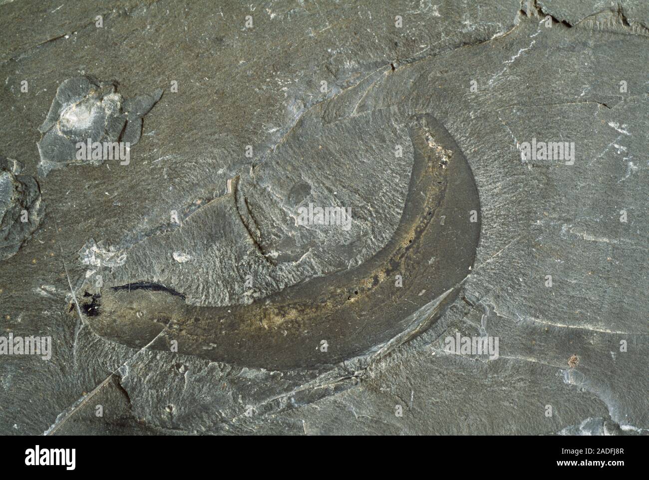 Fossil worm (Ottoia sp.) from the Burgess Shale area. This priapulid ...