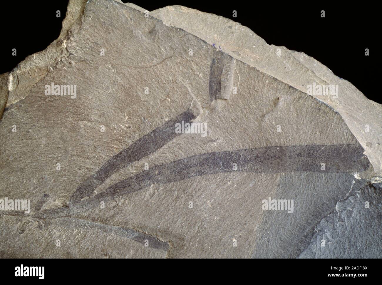 Fossil sponge (Vauxia sp.) from the Burgess Shale. This branching ...