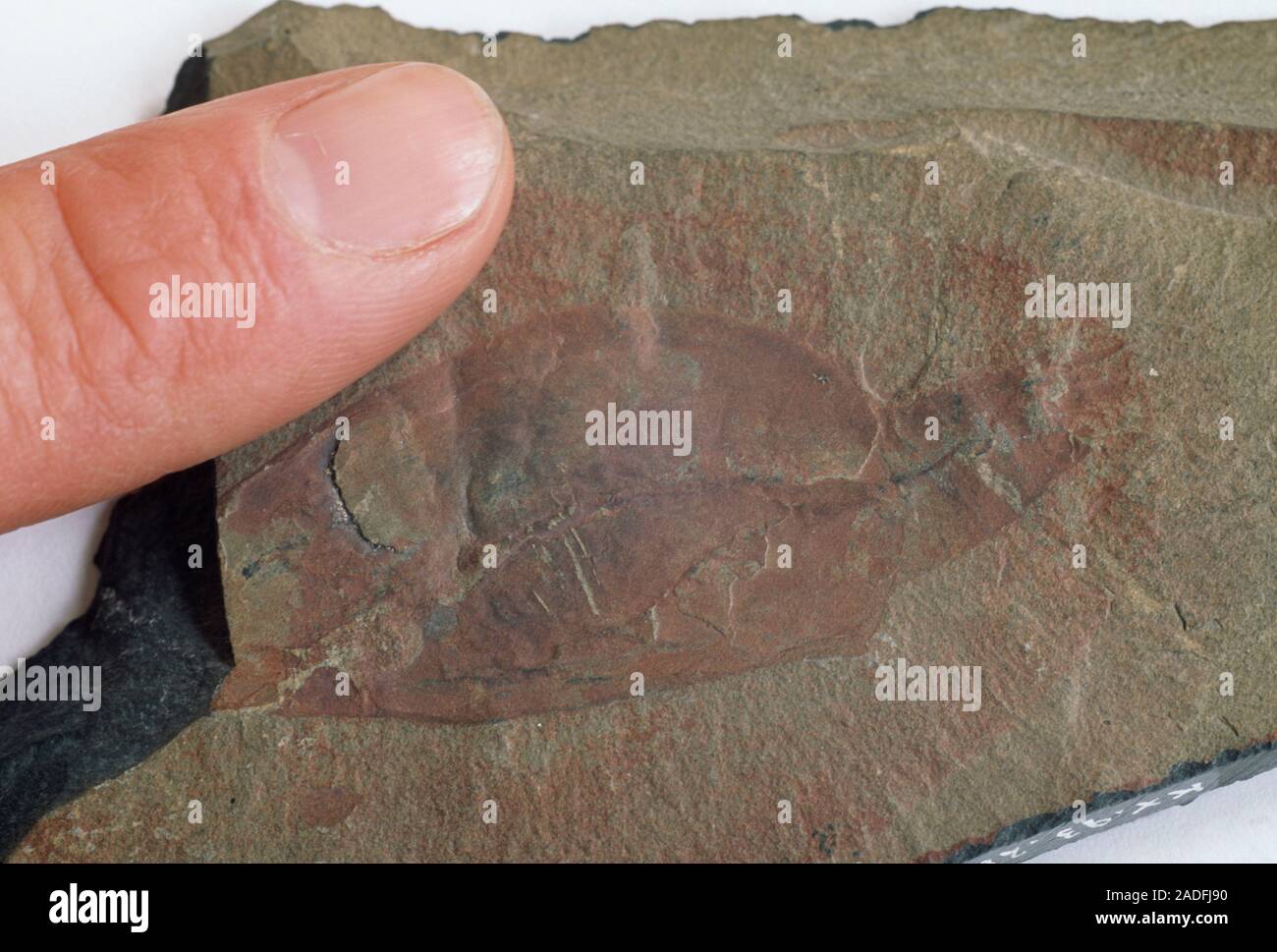 Fossil crustacean. Fossilized remains of a Canadaspis sp. Middle ...