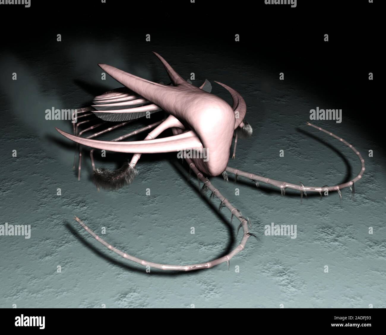 Extinct marine invertebrate. Computer artwork of Marrella splendens, a ...
