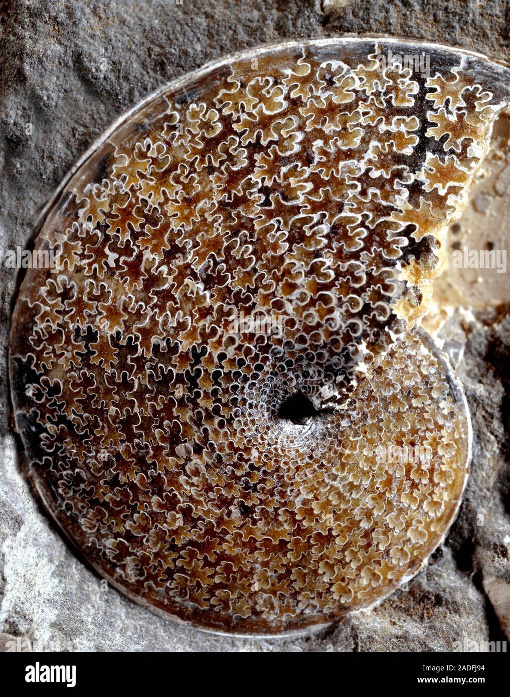 Ammonite fossil. Section through a fossil of the ammonite Sphenodiscus ...