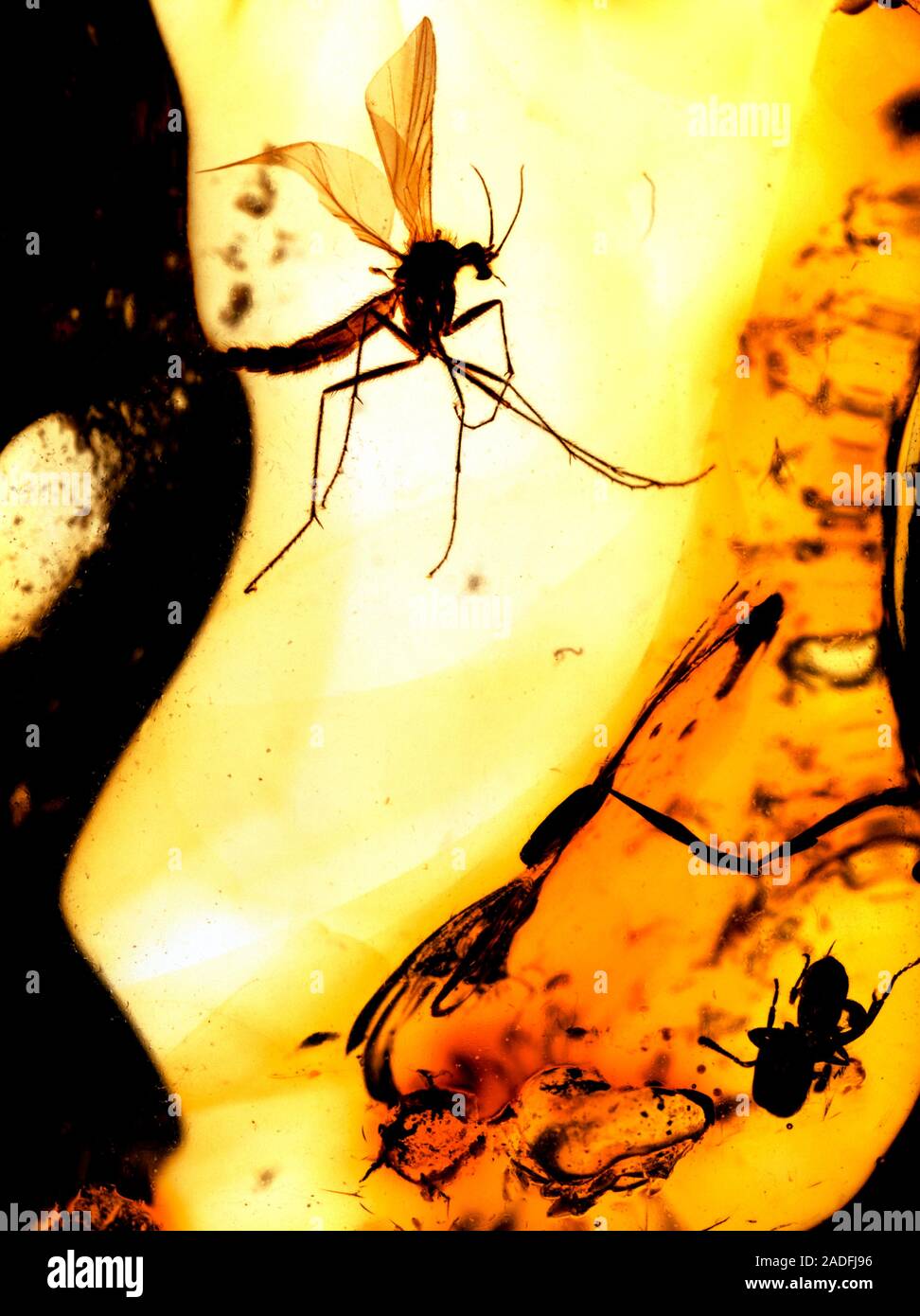 Mosquito in amber. This insect became trapped during the Eocene epoch ...
