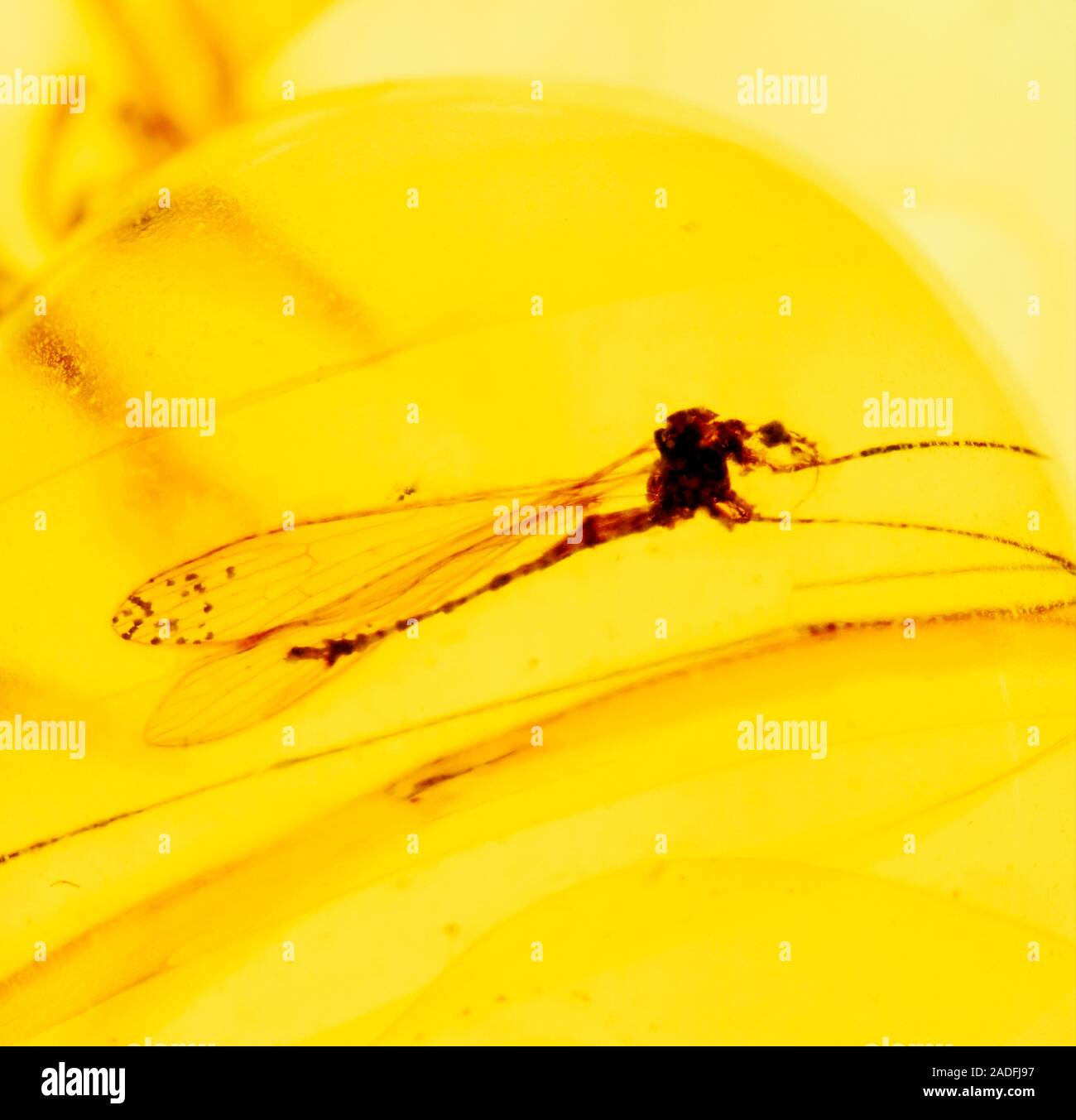 Insect in amber. This insect became trapped during the Eocene epoch ...