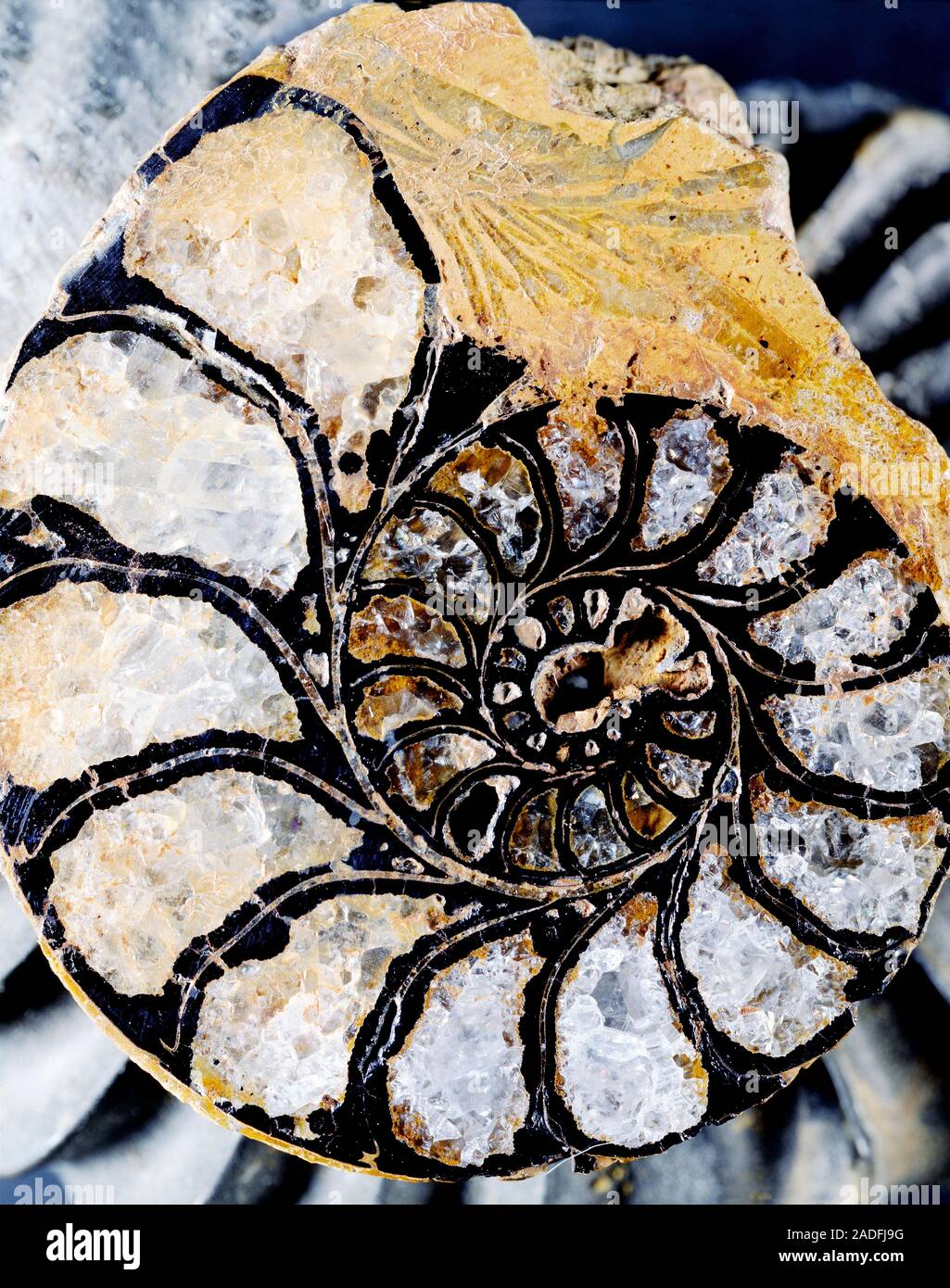 Ammonite fossil. Cut and polished section through an ammonite fossil ...