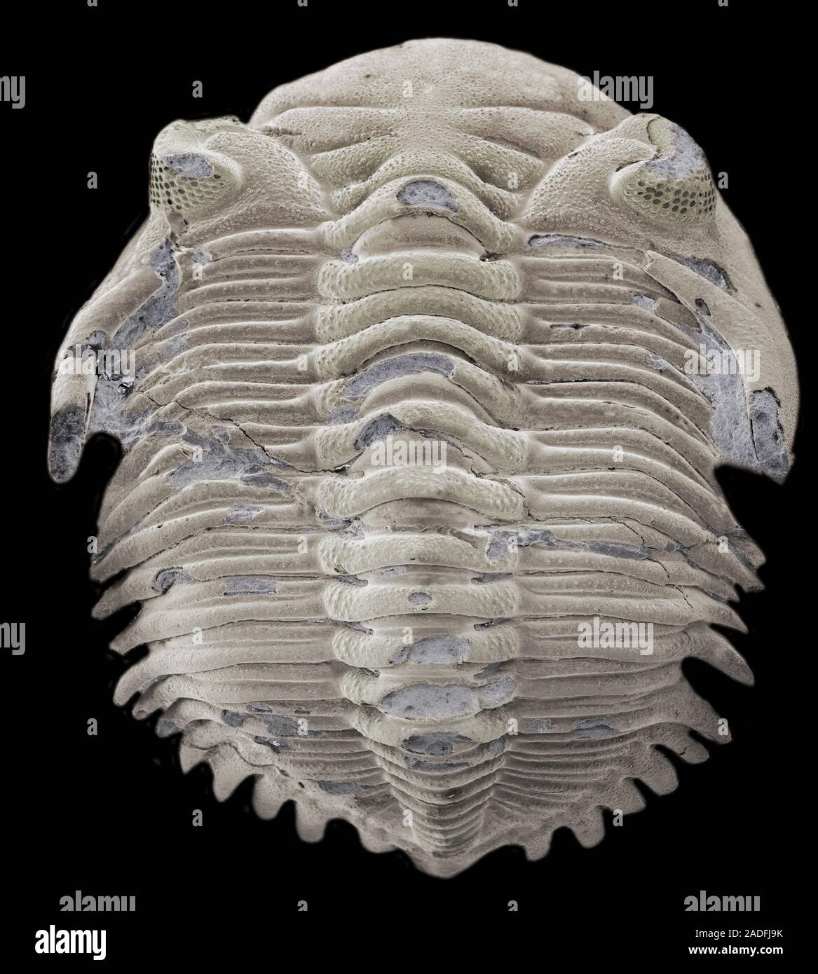 Trilobite fossil, coloured scanning electron micrograph (SEM ...