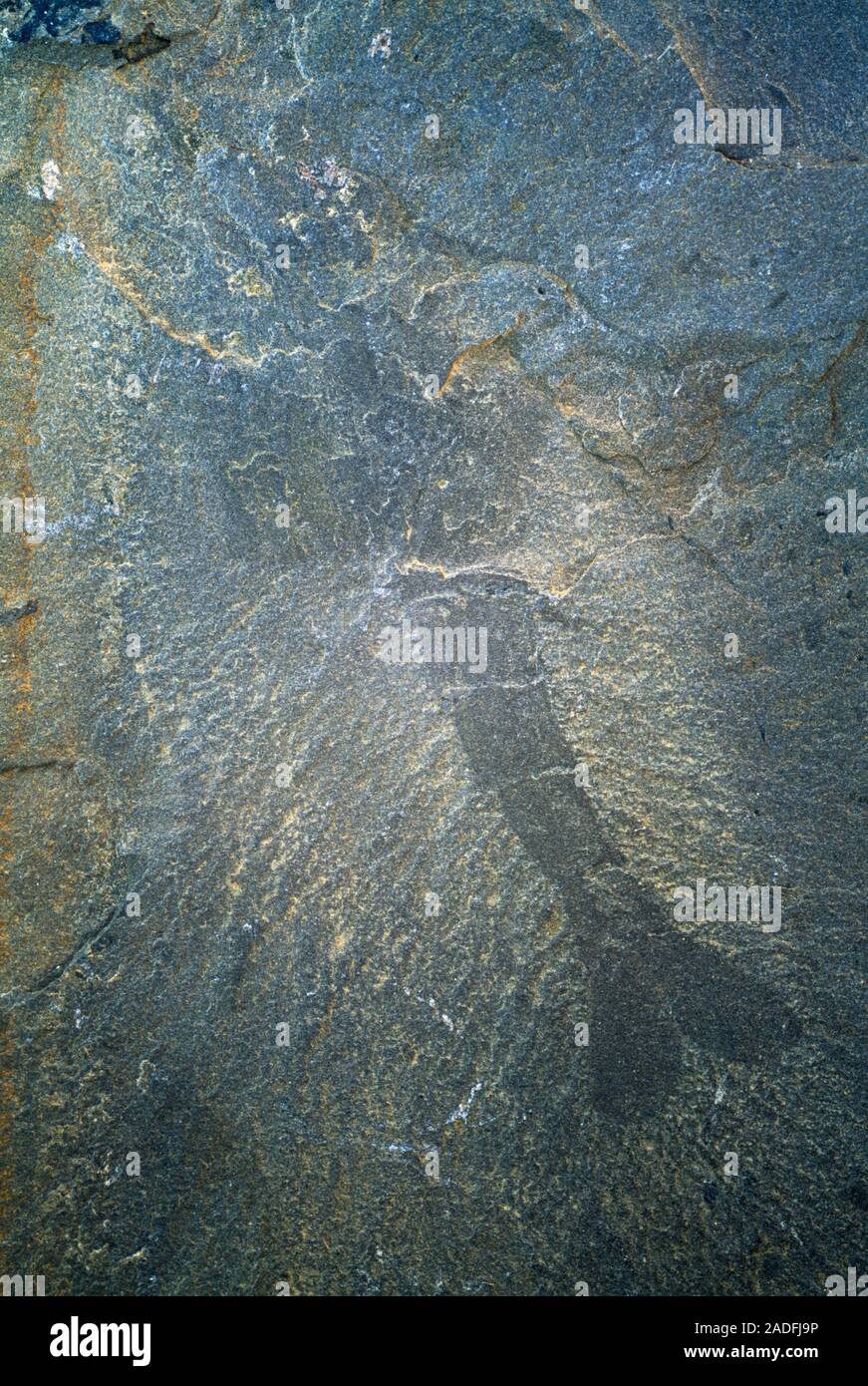 Crustacean fossil from the 500 million-year-old Burgess Shale rocks ...