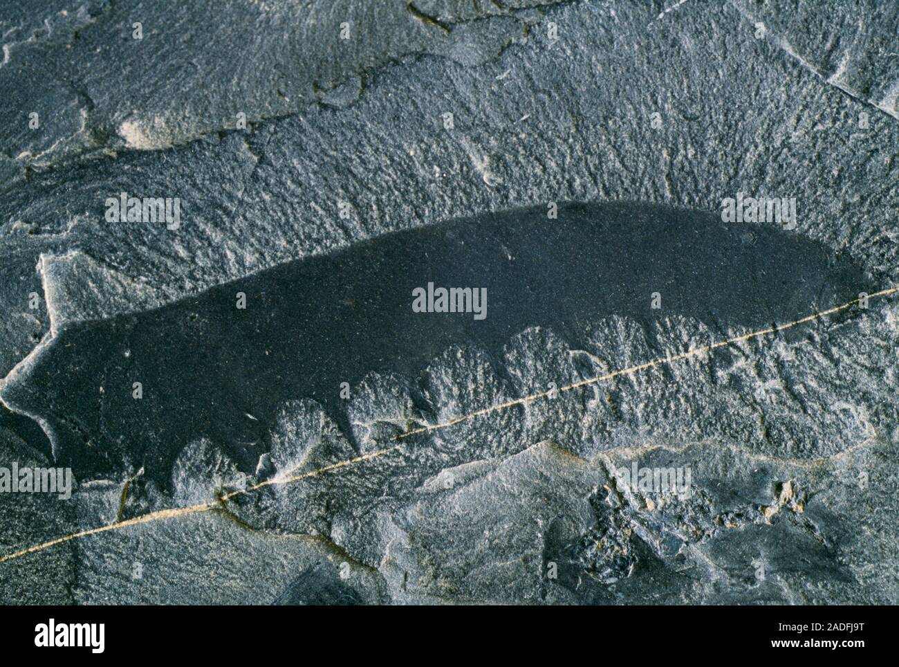 Early arthropod fossil from the 500 million-year- old Burgess Shale ...