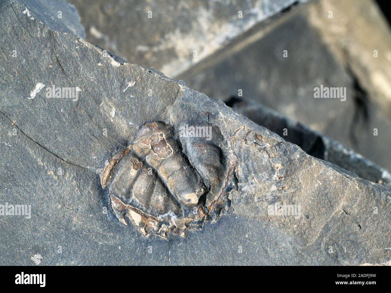 Trilobite fossil from the 500 million-year-old Burgess Shale rocks ...