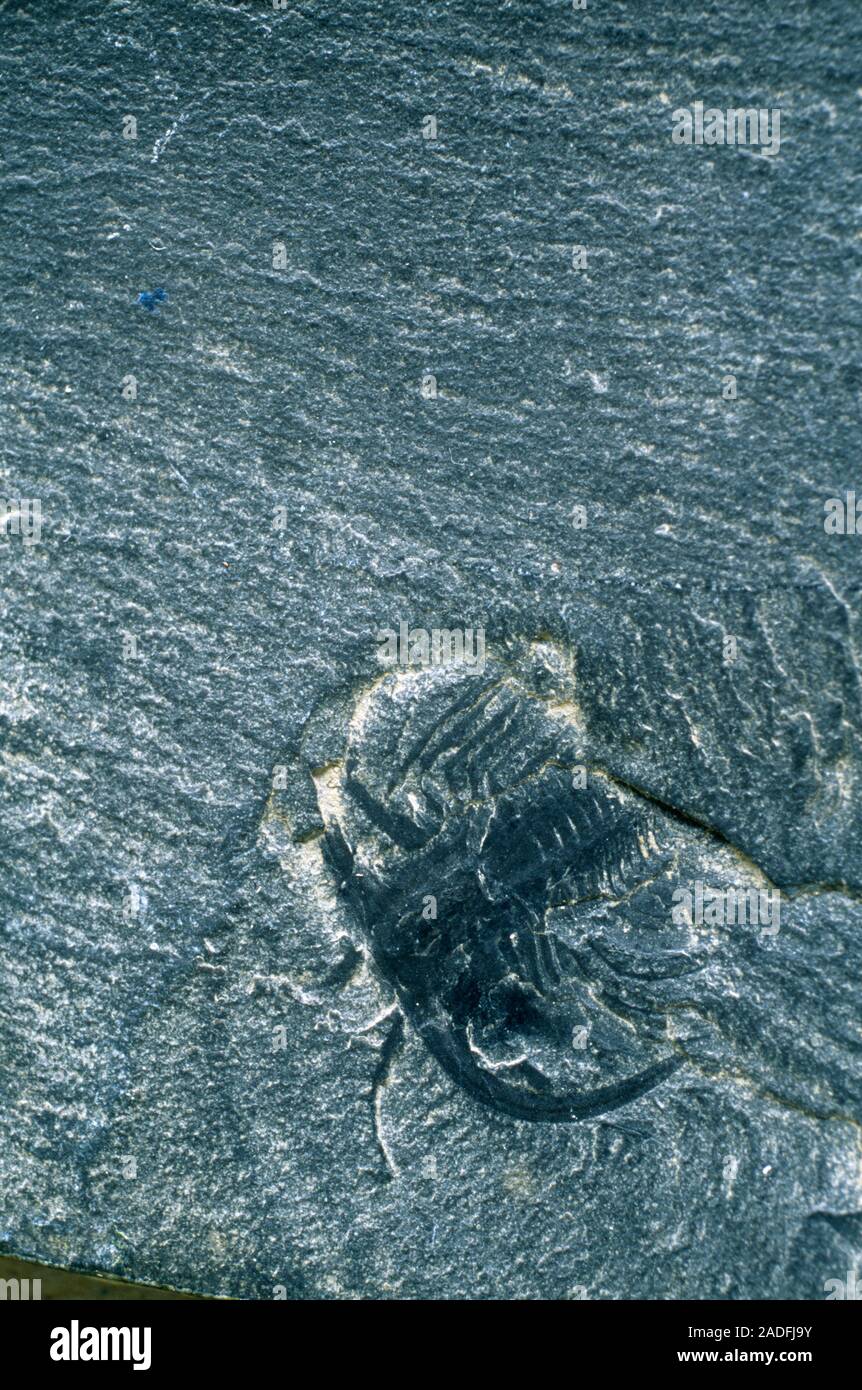 Primitive arthropod fossil from the 500 million- year-old Burgess Shale ...