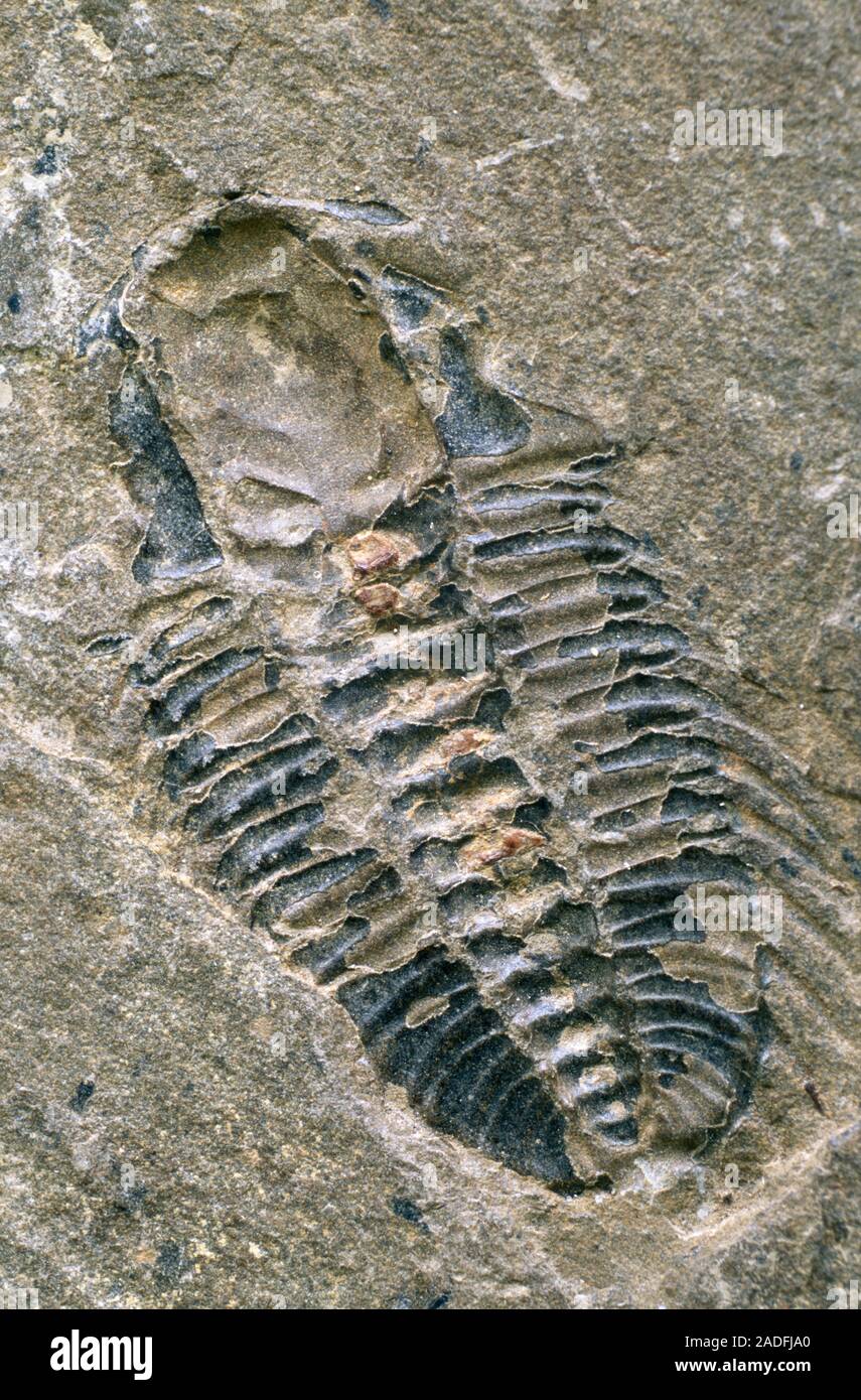 Trilobite fossil from the 500 million-year-old Burgess Shale rock. This ...
