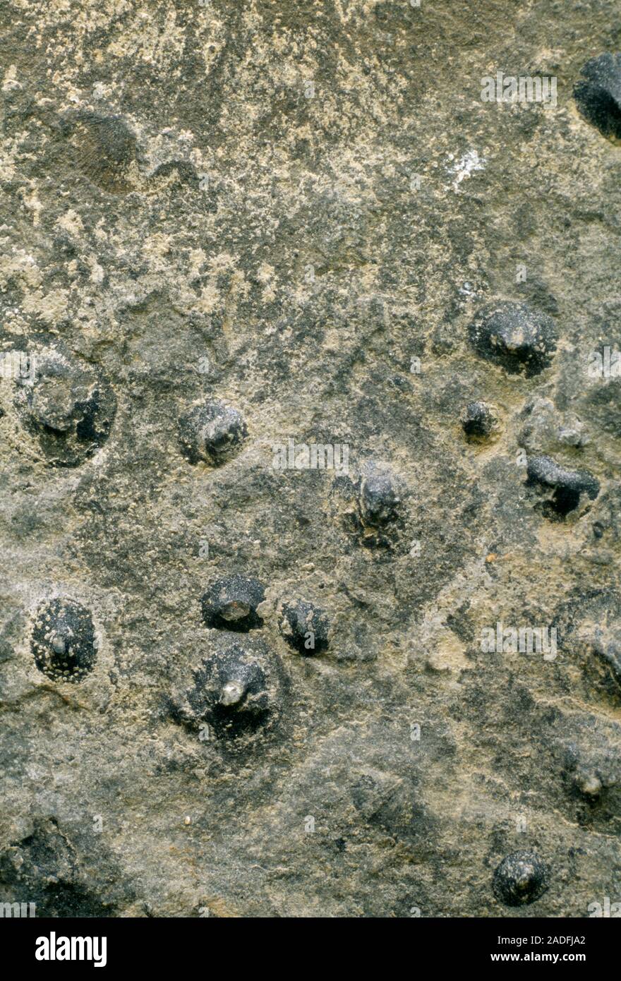 Mollusc fossil shells from the 500 million-year- old Burgess Shale rock ...