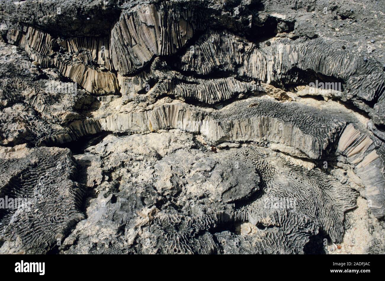 Fossilised coral. Uplifted section of coral limestone. Corals are ...