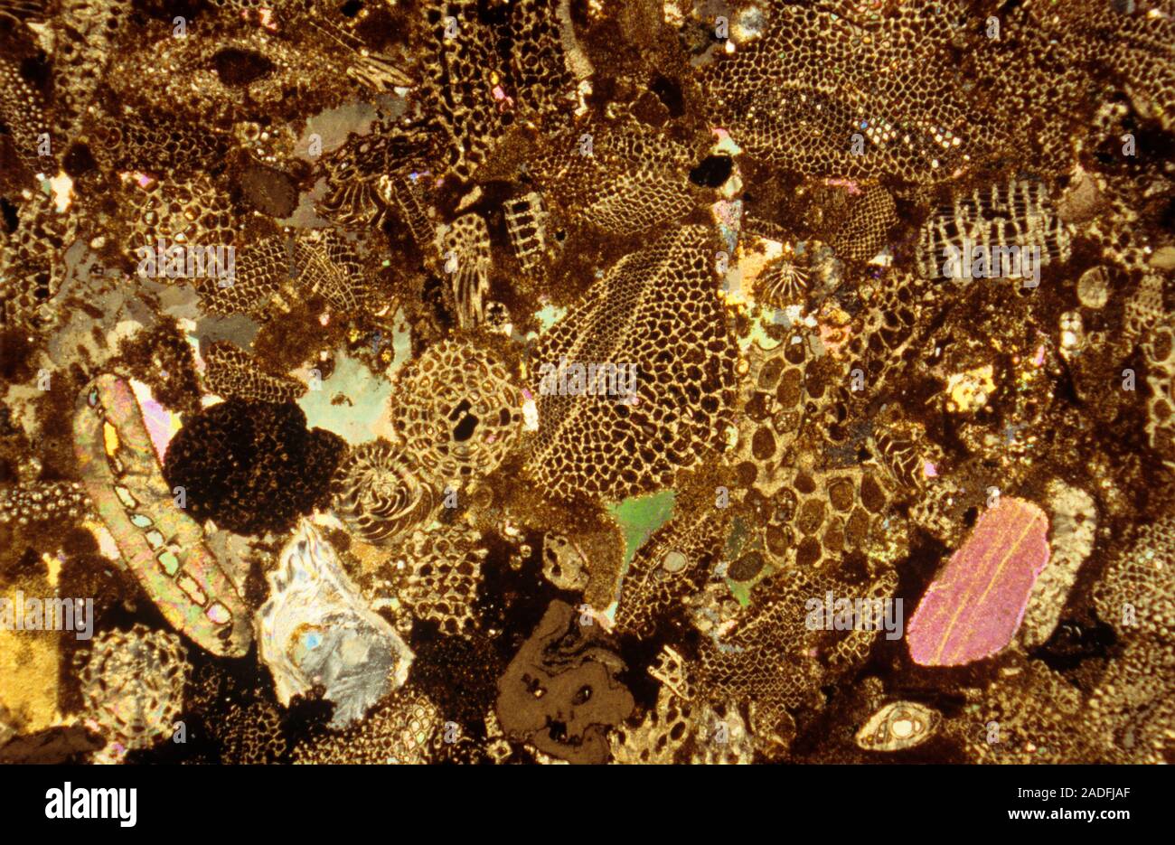 Fossil bryozoans. Thin section through a fossil of assorted shells of ...