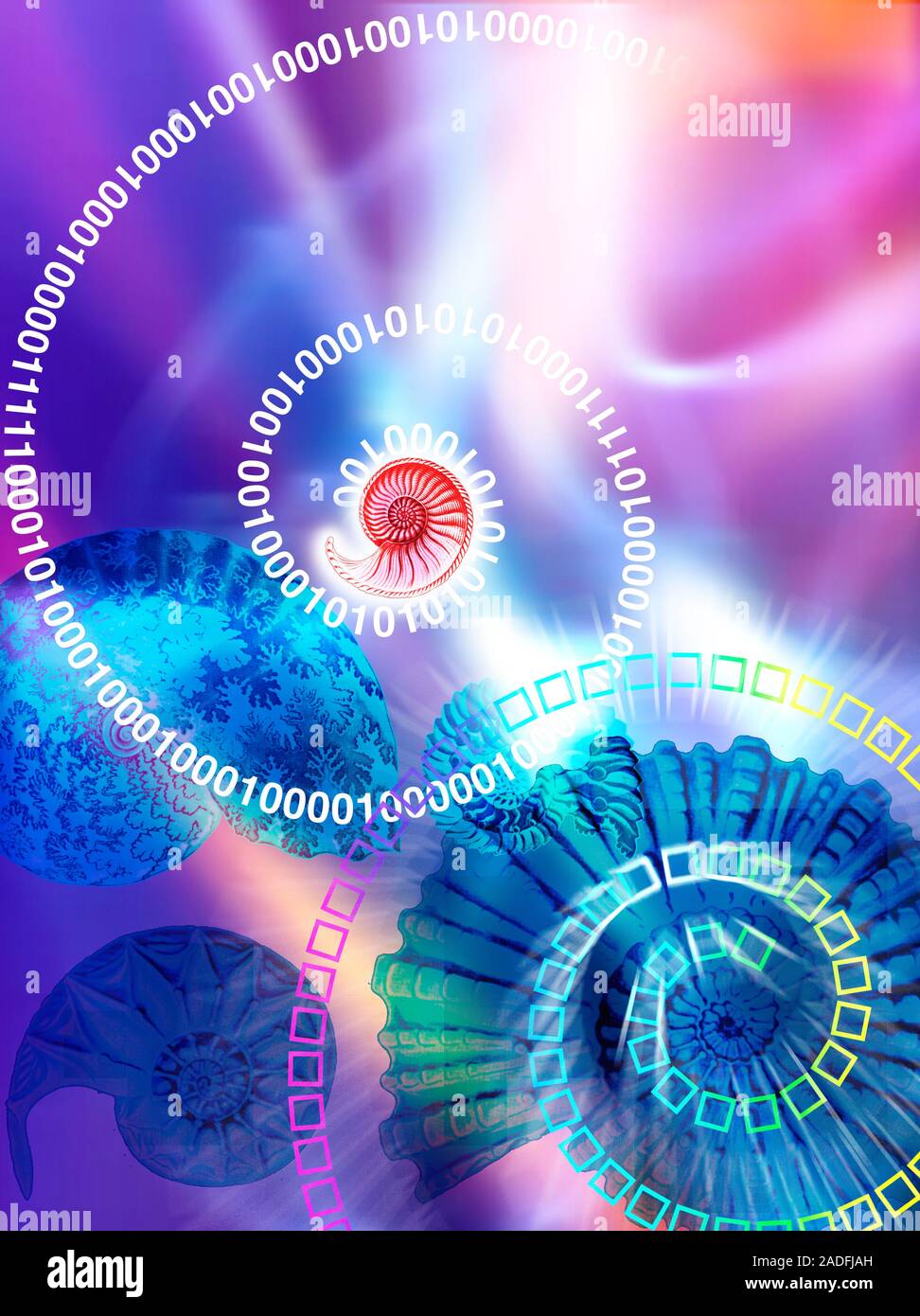 Ammonite Fossils Computer Artwork Of Ammonite Fossils And Binary Code Ammonites Were Marine