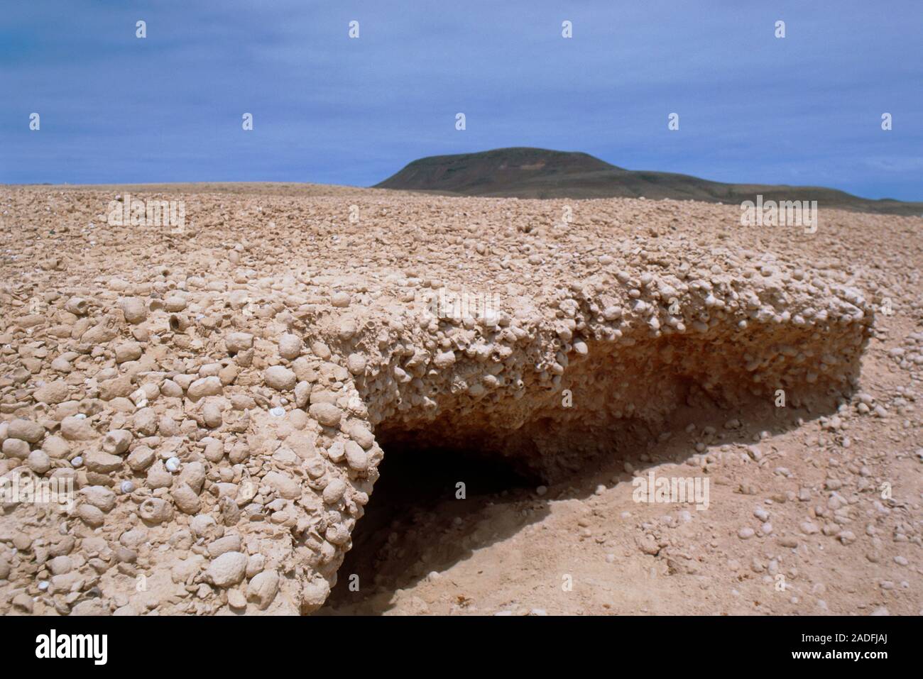 Fossilized brood cell assemblage in an exposed paleosol. These brood ...