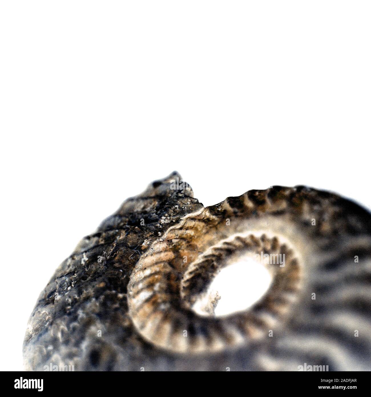 Ammonite fossil. An ammonite is an extinct mollusc of the class ...