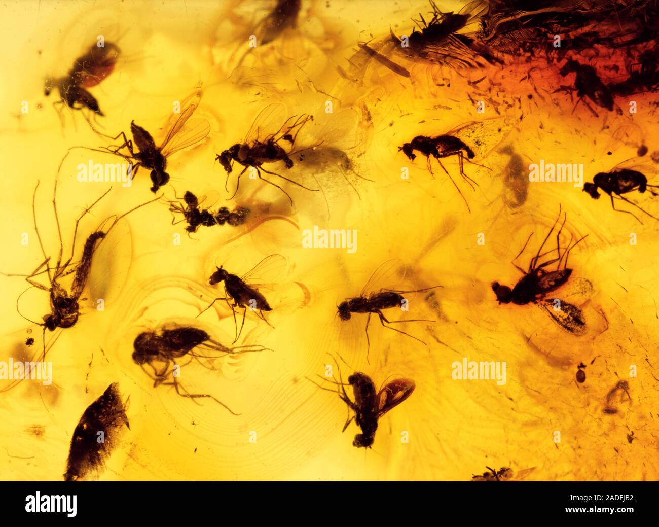 Fossilised insects in amber. Amber is fossilised resin that was ...