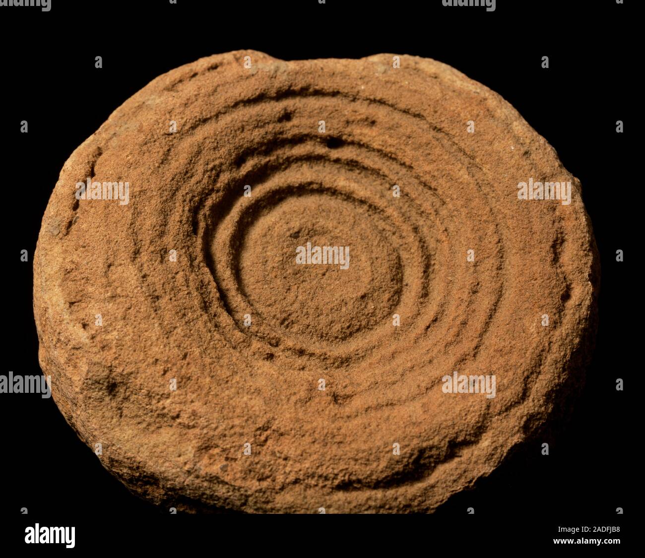 Stromatolite fossil. Stromatolites are large, stony, cushion-like ...