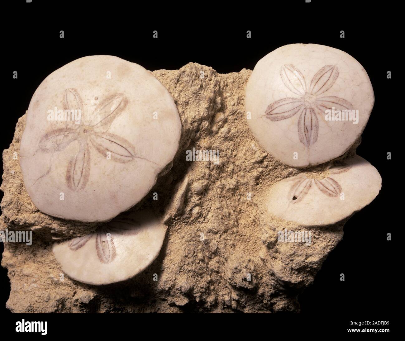 Sea urchin fossil. Rock containing fossils of Scutella sp. sea urchins ...