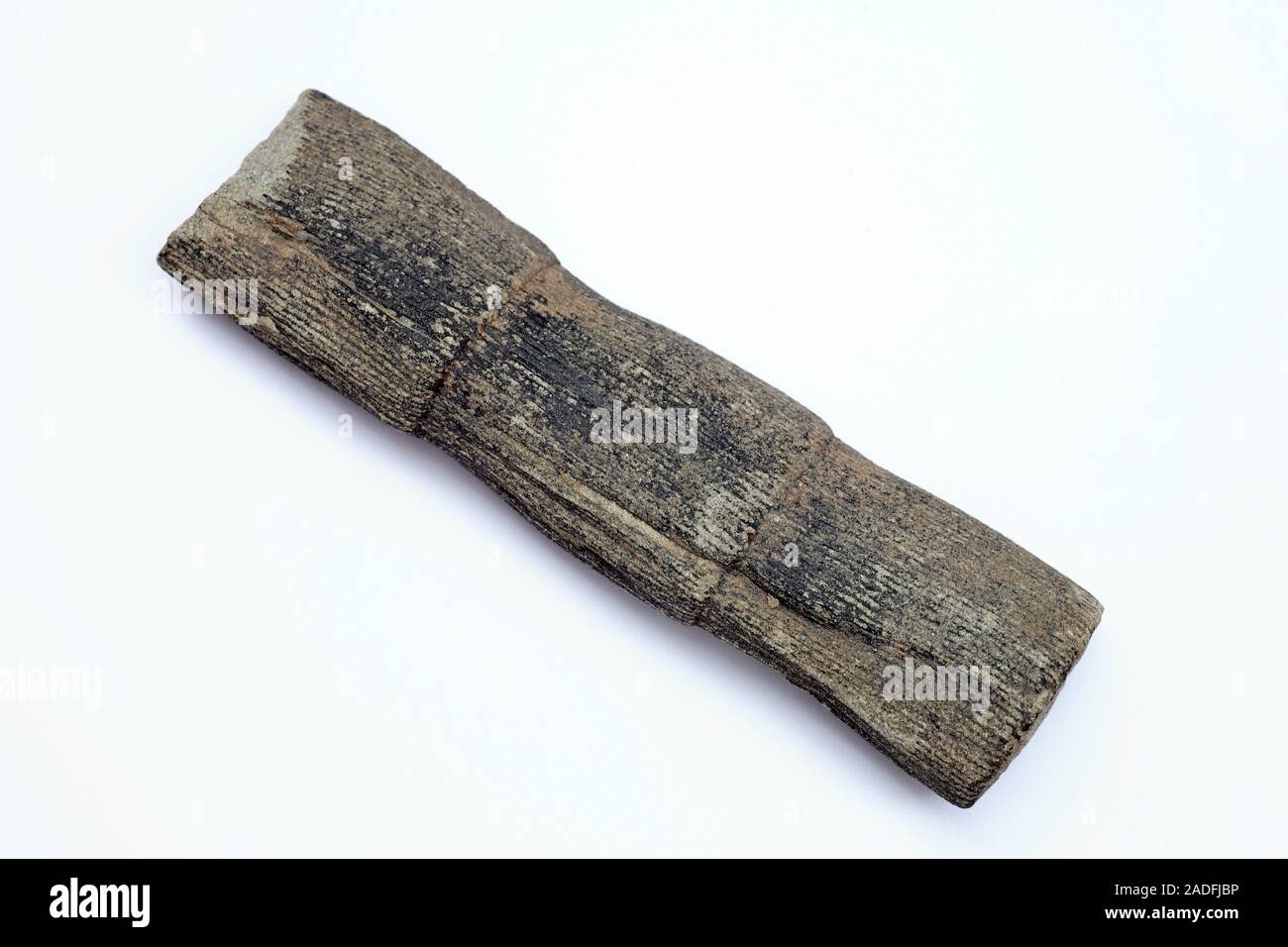 Fossiliferous limestone. This marine reefal limestone contains fossil ...