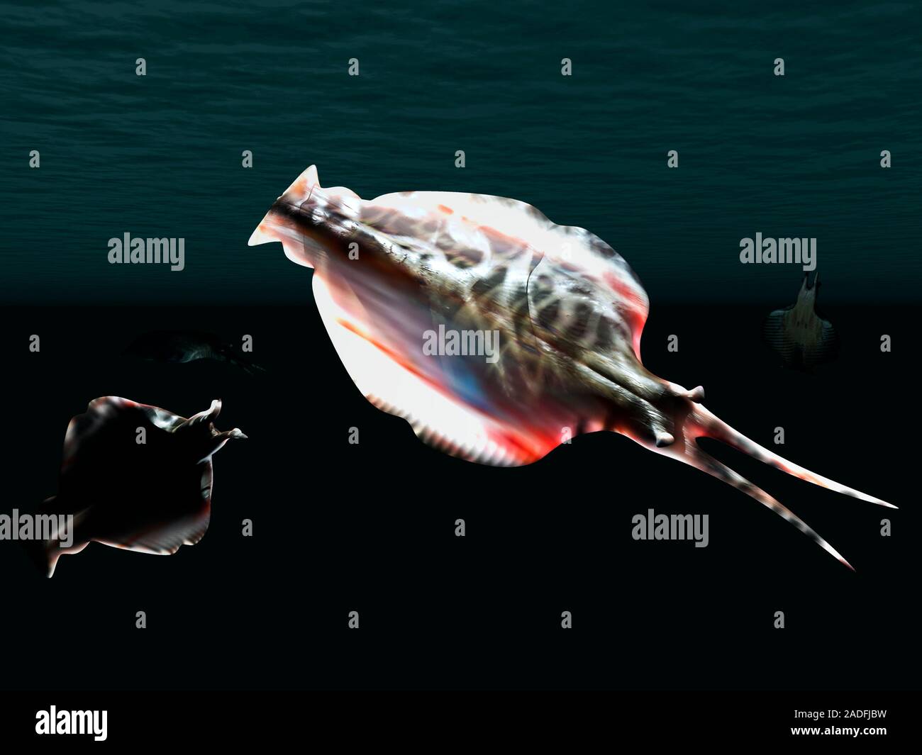 Early invertebrate. Computer artwork of Vetustovermis planus, an ...