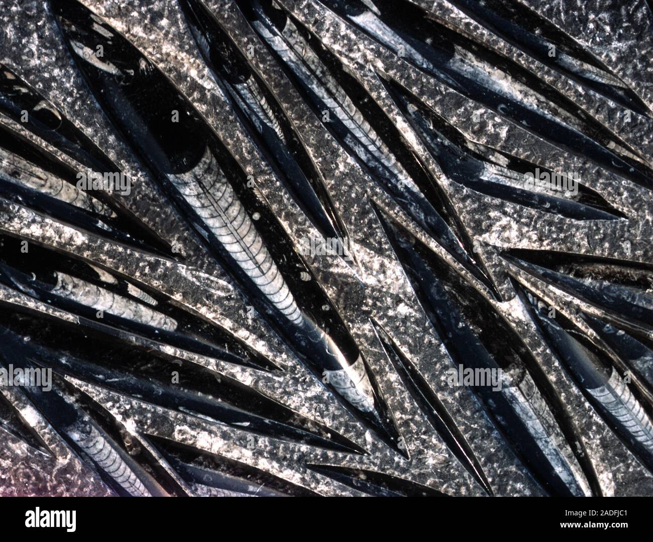 Orthoceras fossils. Orthoceras is an extinct marine cephalopod, related ...