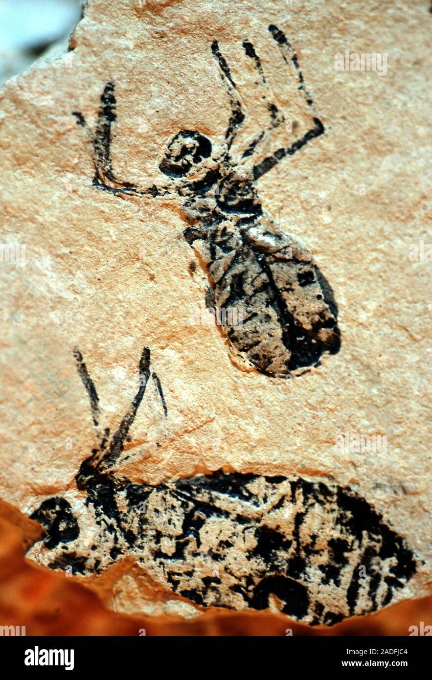 Dragonfly nymph fossils. These nymphs of the extinct species of ...